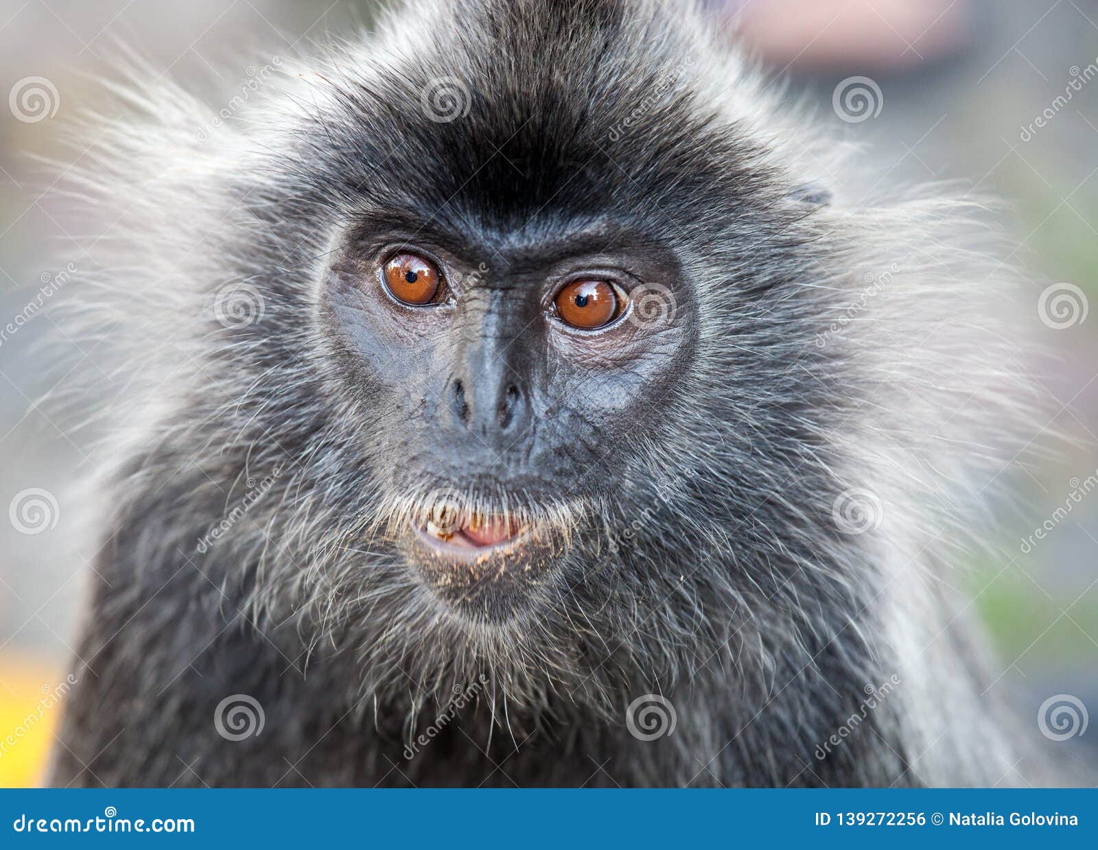 Portrait Silvered Leaf Monkey Trachypithecus Cristatus or Silvery ...