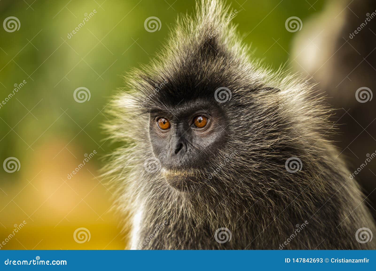 Portrait Silvered Leaf Monkey Trachypithecus Cristatus or Silvery ...