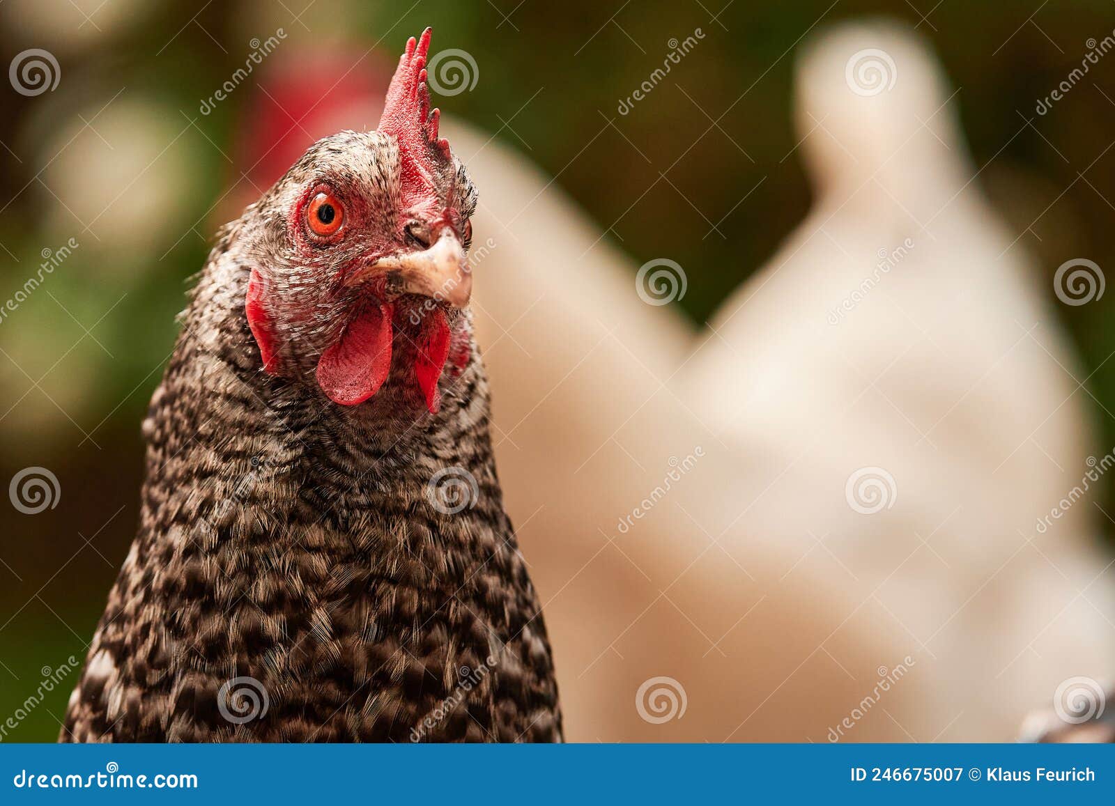 Portrait of a Single Brown Spotted Chicken Outdoors in the Green Stock ...
