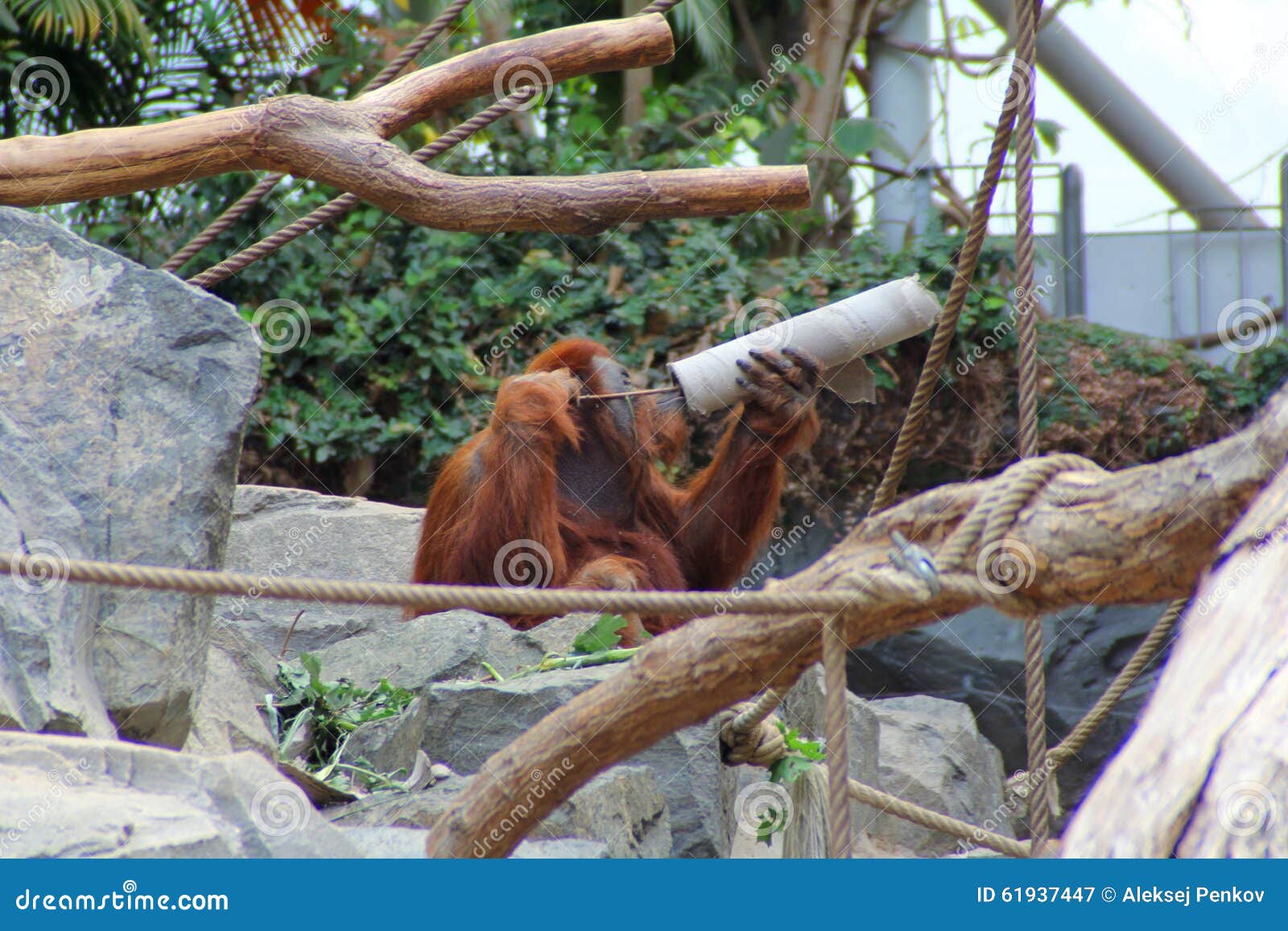 The Portrait of a Single Monkey Stock Image - Image of eyes, hair: 61937447