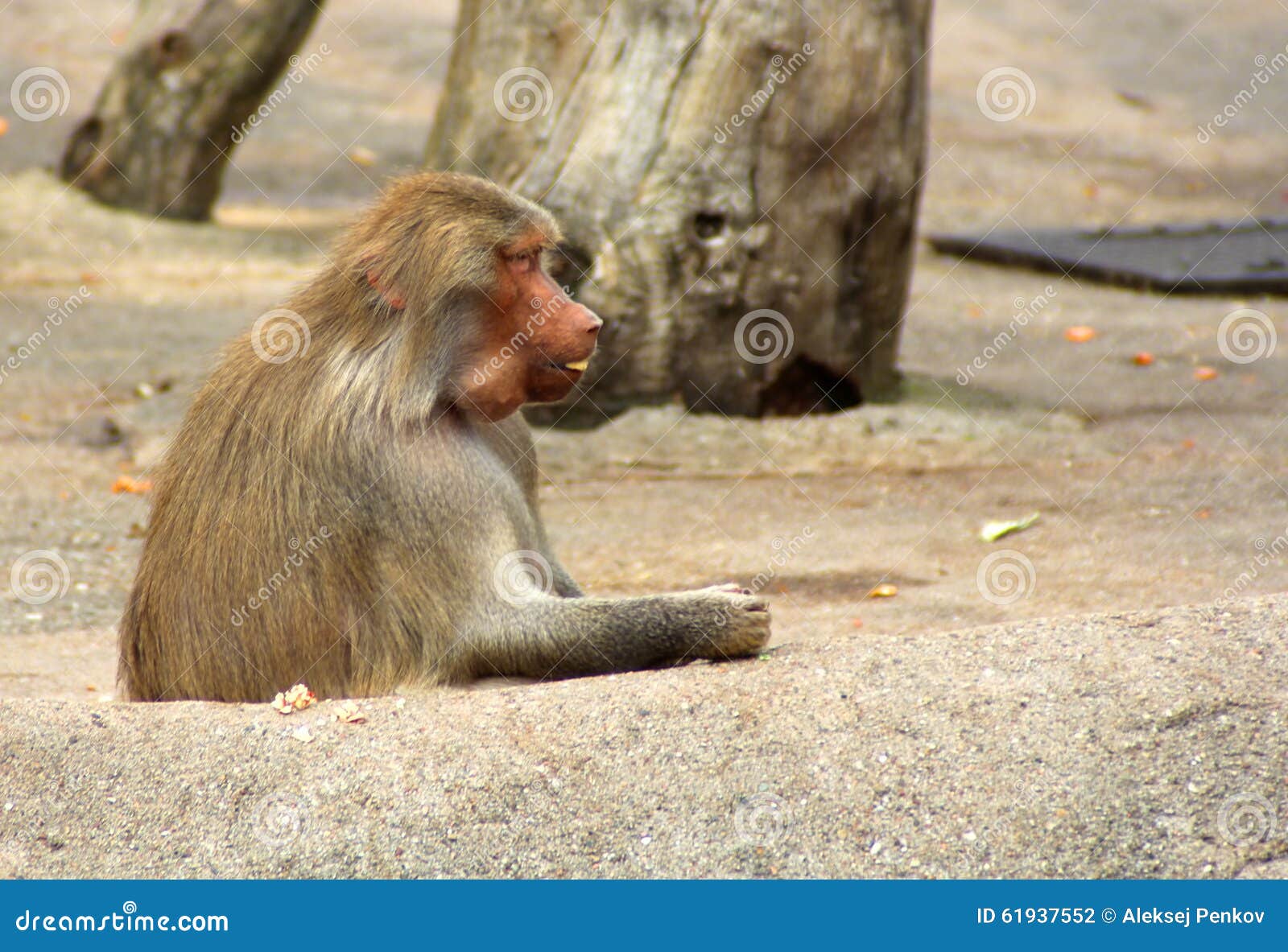 Portrait of a Single Monkey Stock Photo - Image of hairy, pavian: 61937552