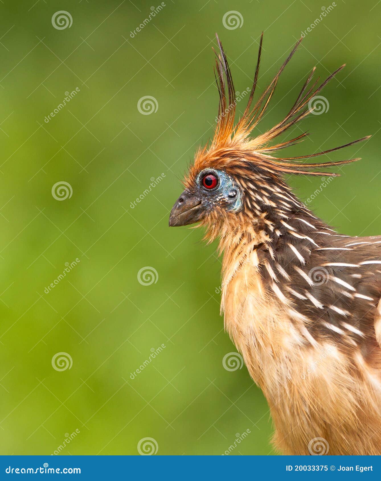 Portrait of the Singular Hoatzin Stock Image - Image of bizarre, cloud ...