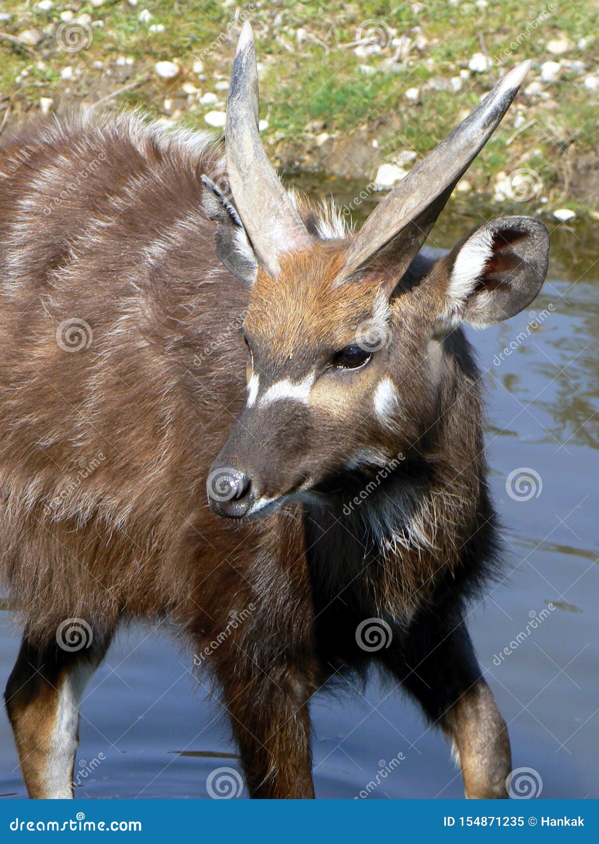 Portrait Of A Sitatunga /Tragelaphus Spekii/ Stock Photo ...