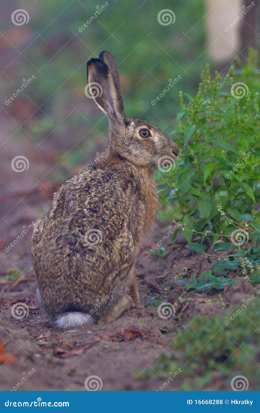 Brown Hare On Path, Shadow Boxing,wet From Bathing In Puddle (Lepus ...