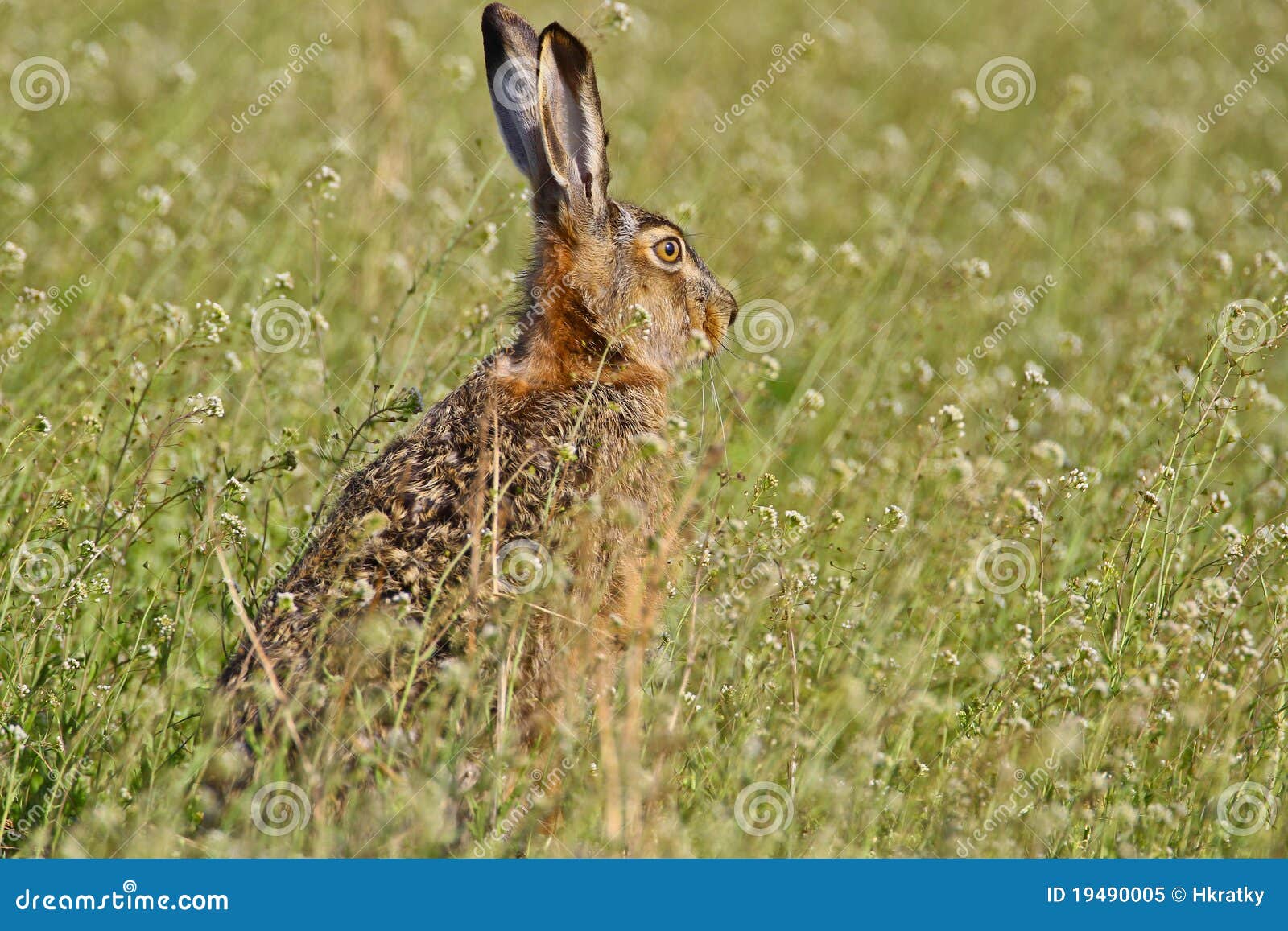 Portrait of a Sitting Brown Hare Stock Image - Image of agility, lepus ...