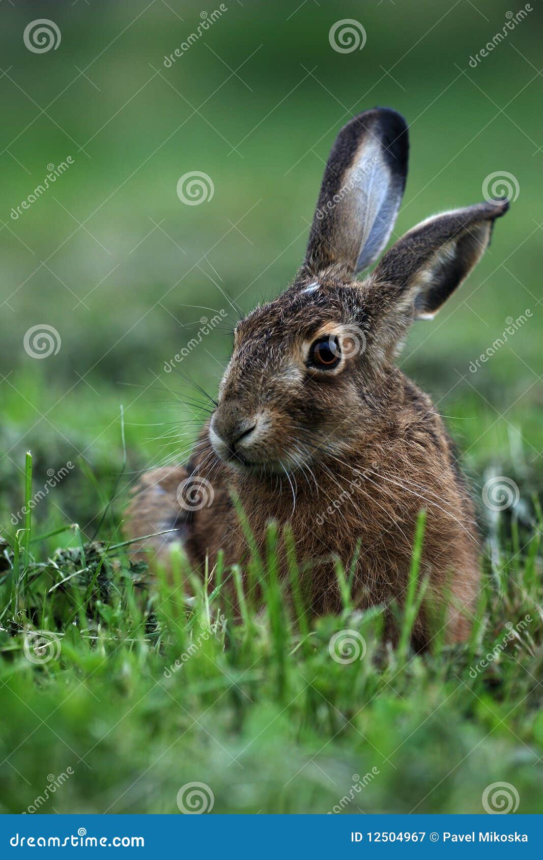 Brown Hare On Path, Shadow Boxing,wet From Bathing In Puddle (Lepus ...