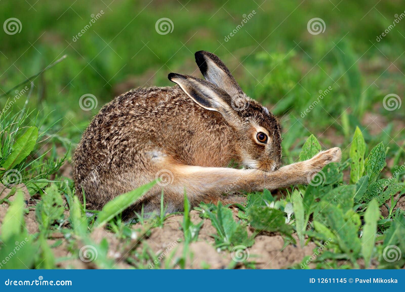 Portrait of a Sitting Brown Hare (lepus Europaeus) Stock Image - Image ...
