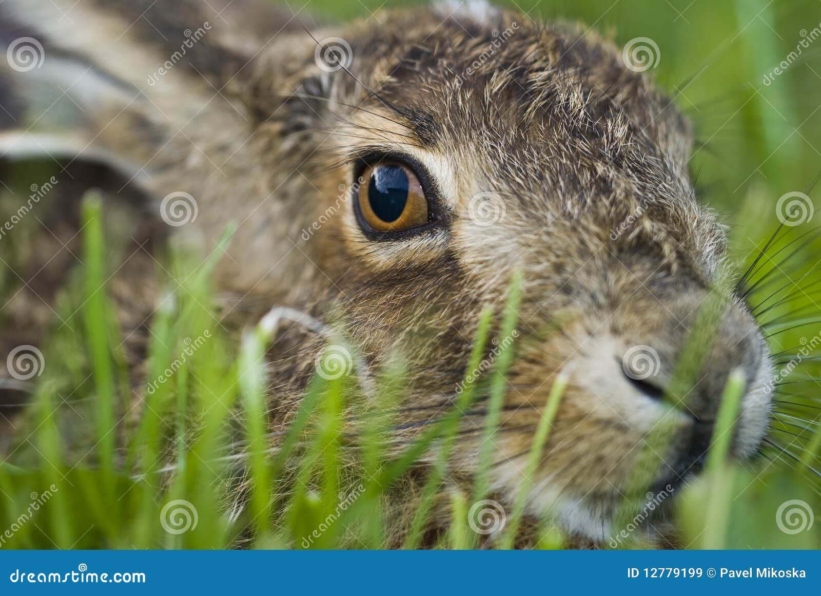 Brown Hare On Path, Shadow Boxing,wet From Bathing In Puddle (Lepus ...