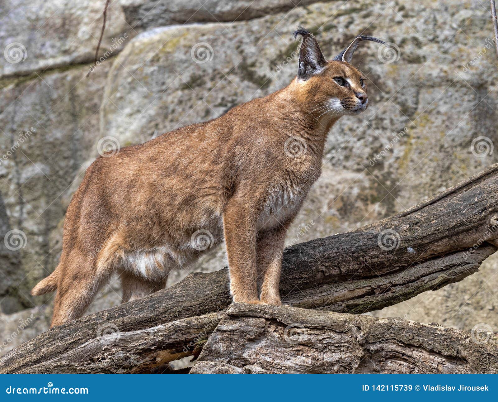 Portrait of Sitting Caracal.,Caracal Caracal Stock Image - Image of ...