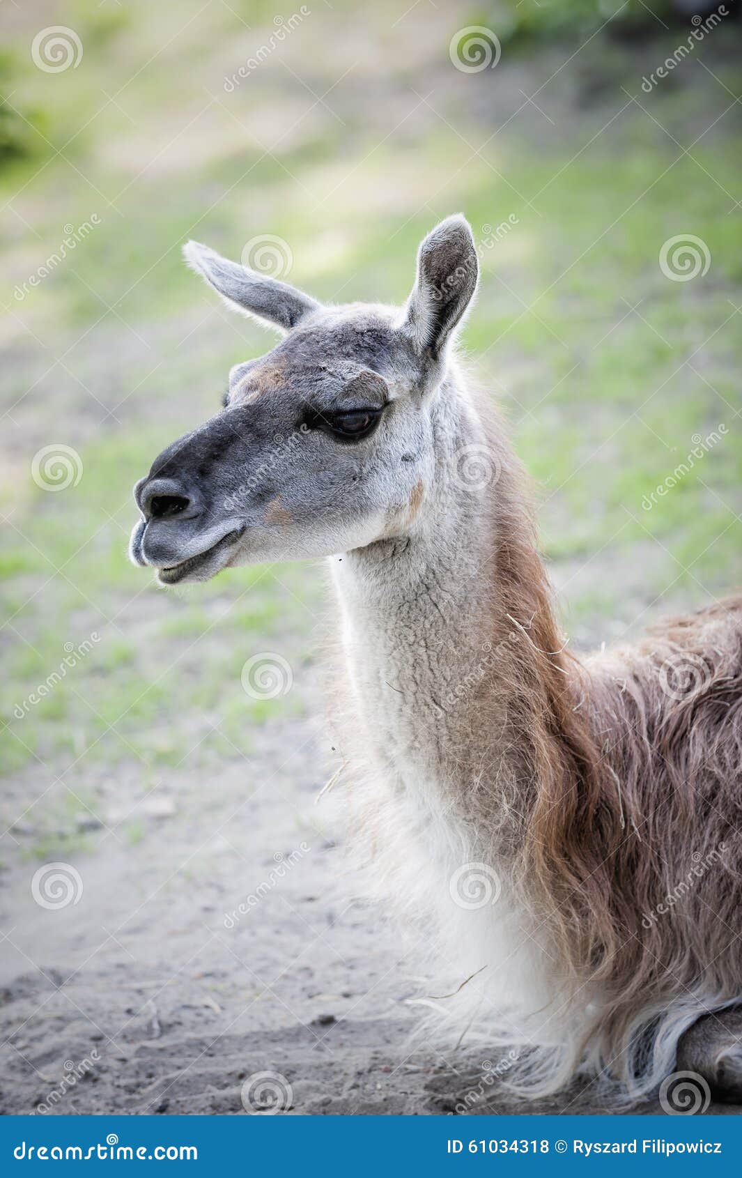 Portrait of Sitting Llamas - Alpaca. Stock Photo - Image of mammal ...