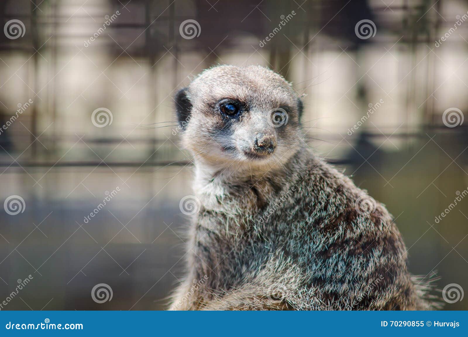 Portrait of Sitting Meerkat Stock Image - Image of kalahari, green ...