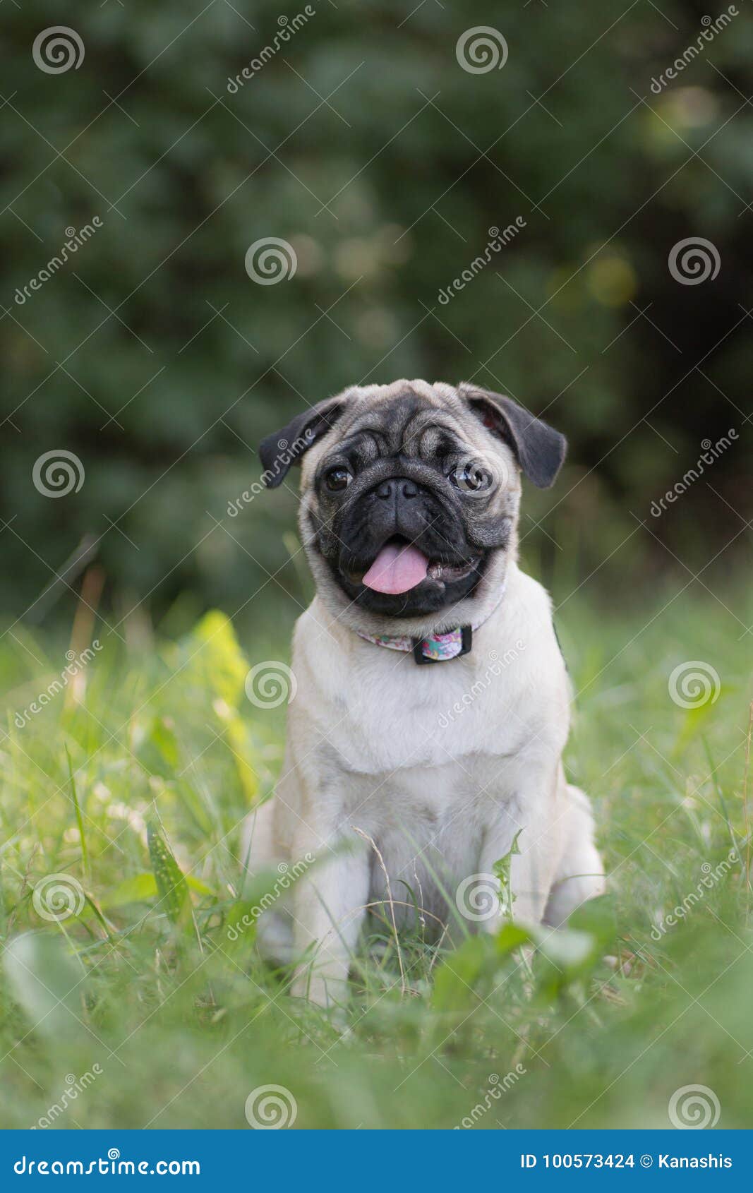 Portrait of a sitting pug stock photo. Image of puppy - 100573424