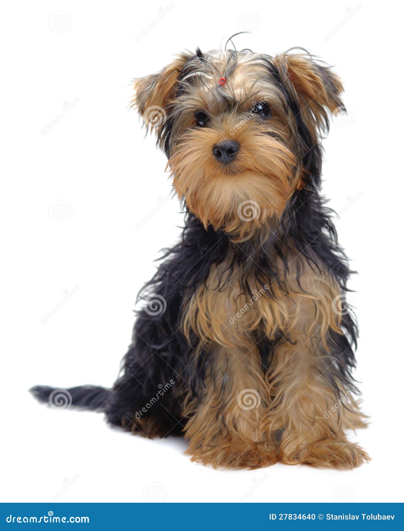 Portrait of Sitting Puppy of Yorkshire Terrier Stock Photo - Image of ...