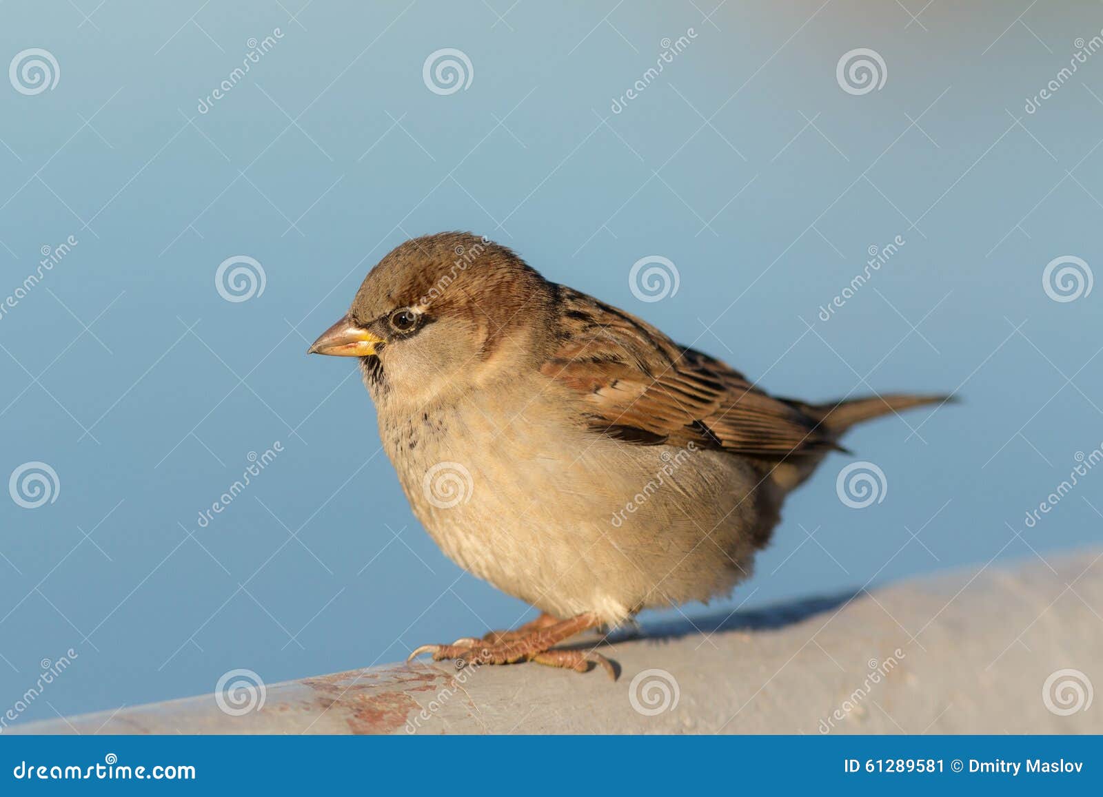 Portrait of a Sitting Sparrow Stock Image - Image of wildlife, feather ...