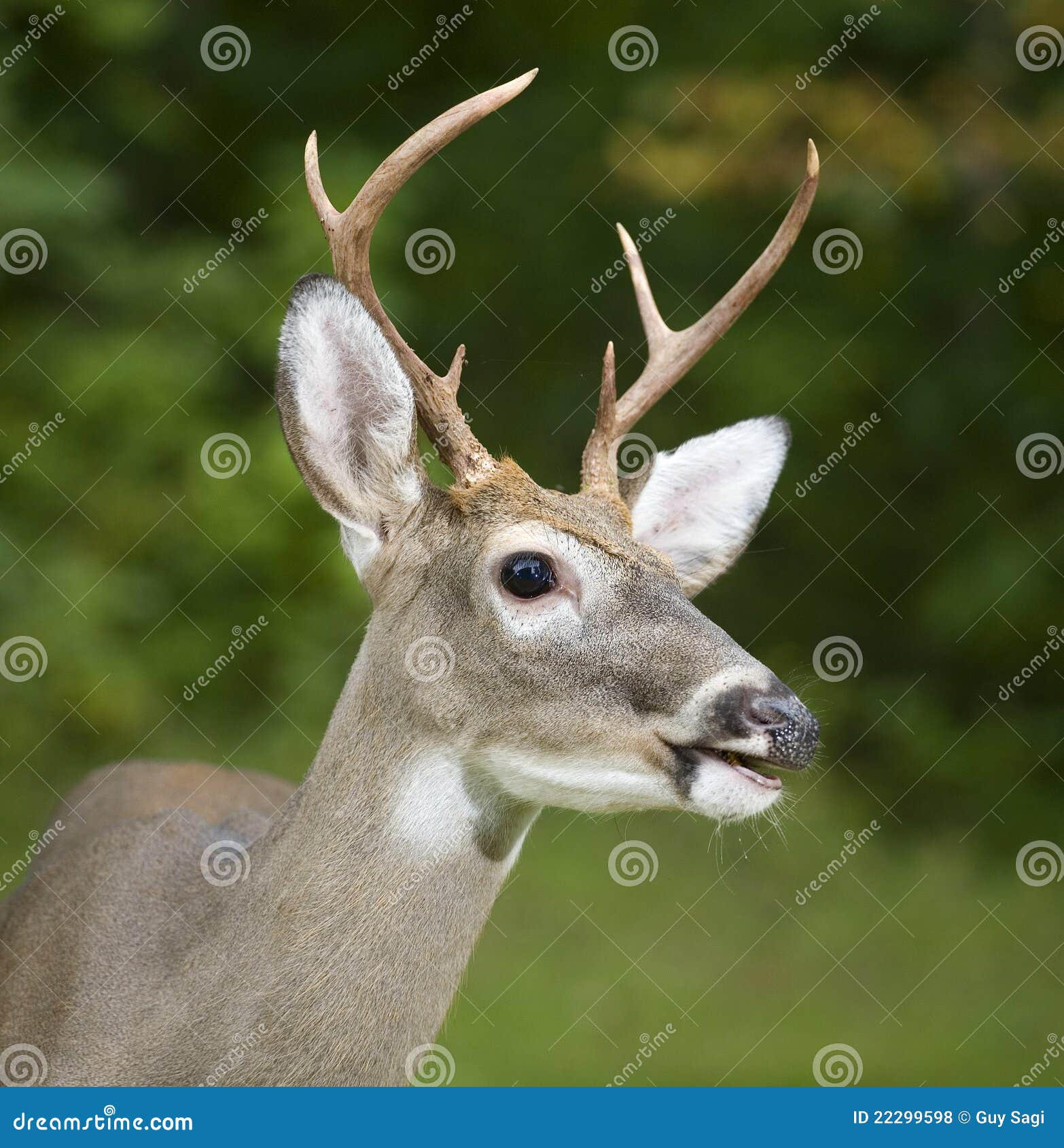 Portrait of a six pointer stock photo. Image of green - 22299598
