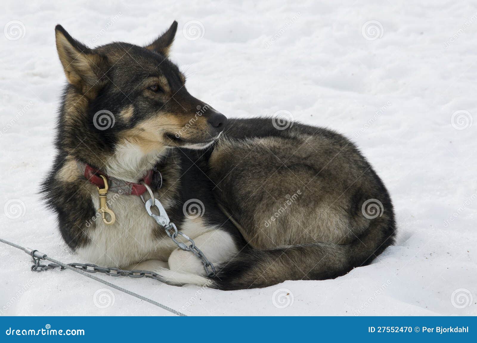 Portrait of sledge dog stock photo. Image of freezing - 27552470