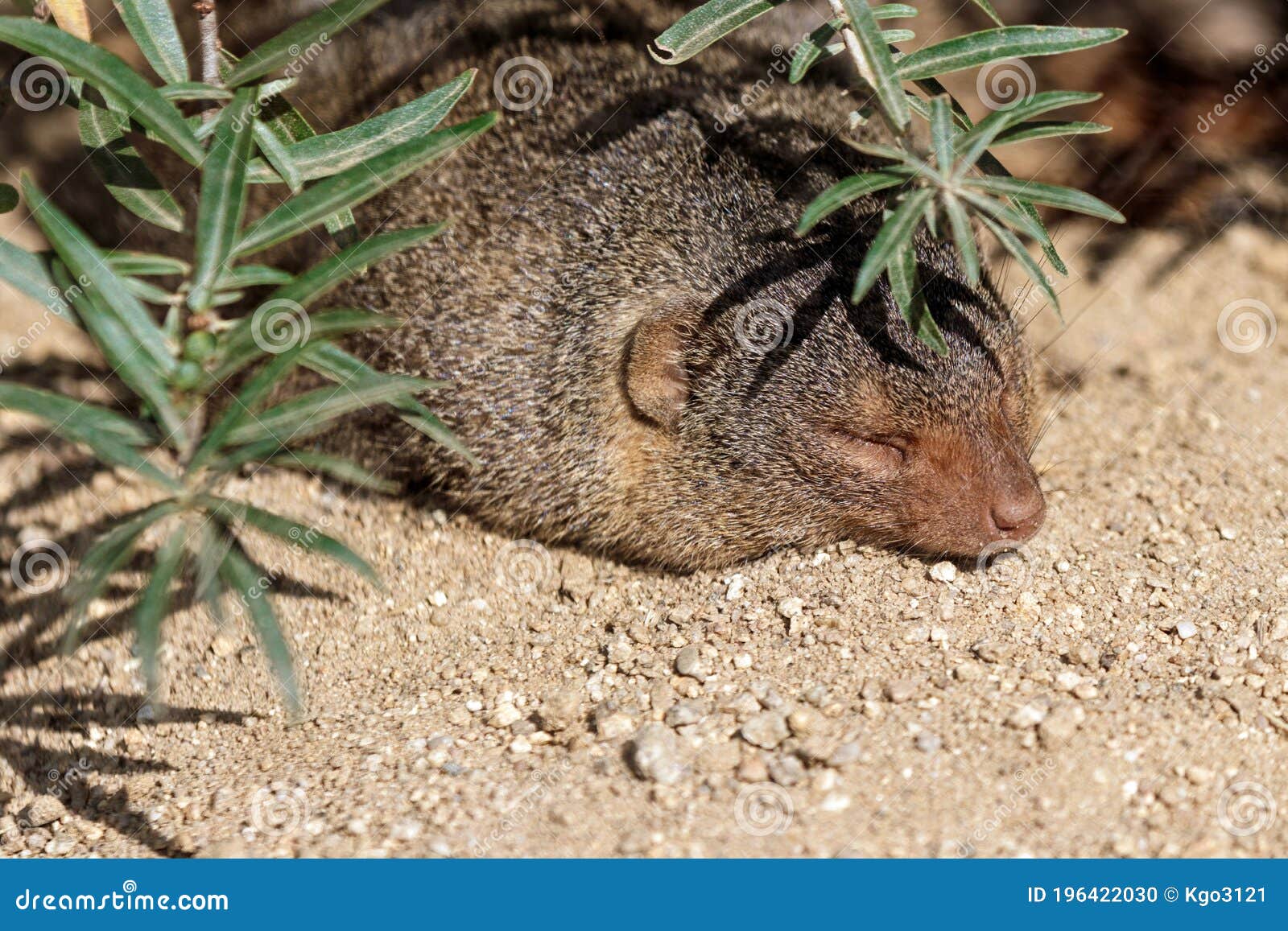 Portrait of a Sleeping Dwarf Mongoose Stock Photo - Image of outdoor ...