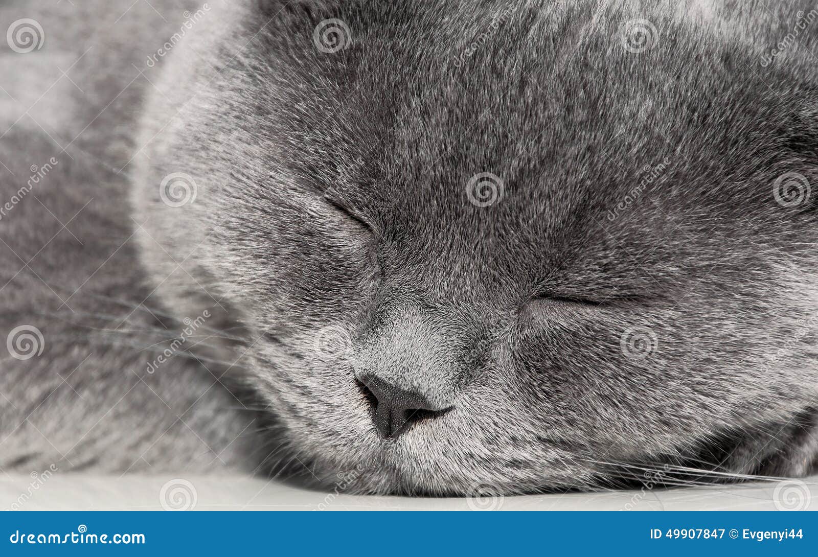 Portrait of a Sleeping Gray Cat Close Up. Stock Image - Image of life ...