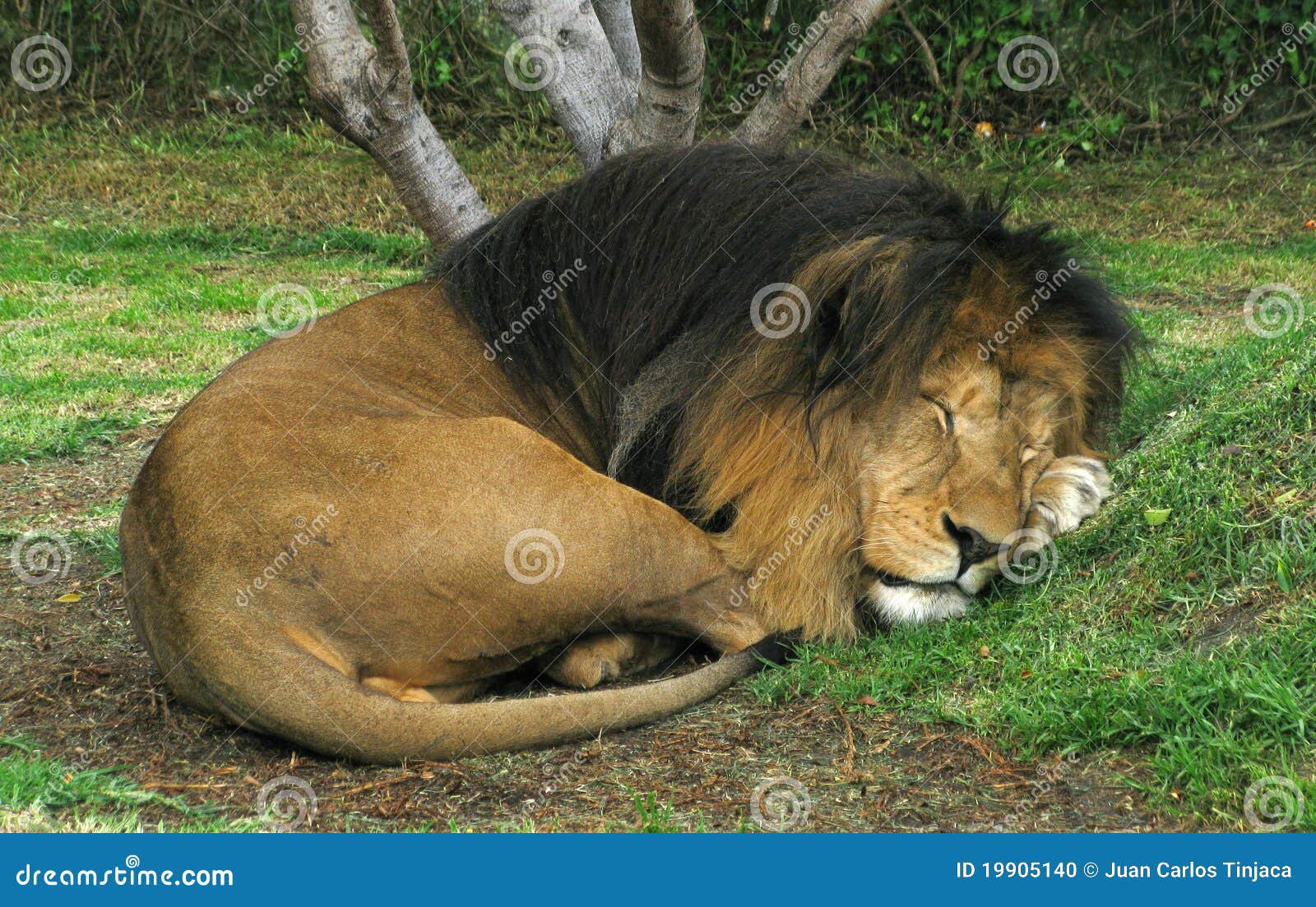Portrait of a Sleeping Lion Stock Photo - Image of feline, mammal: 19905140