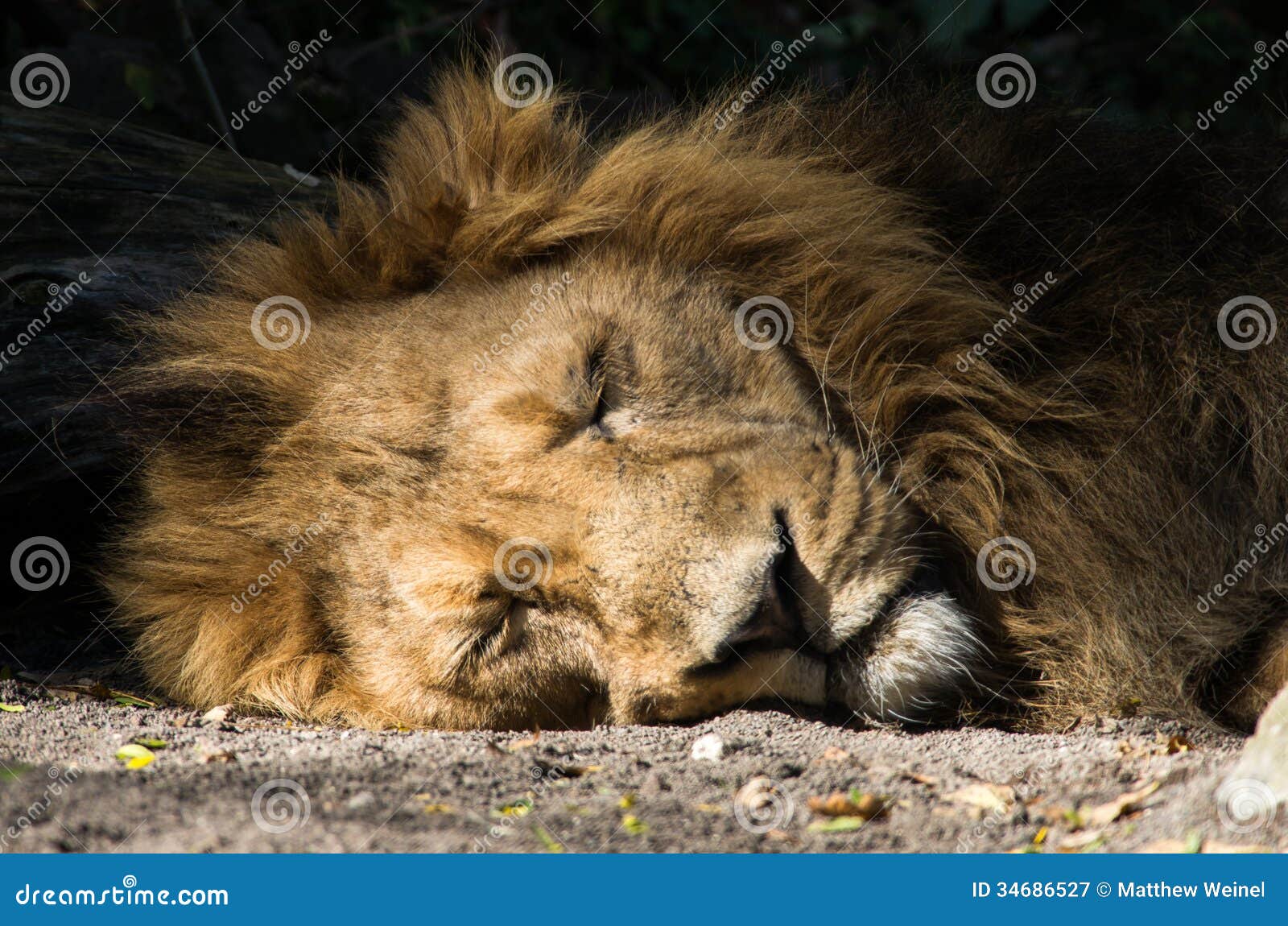 Portrait of sleeping lion stock image. Image of panther - 34686527