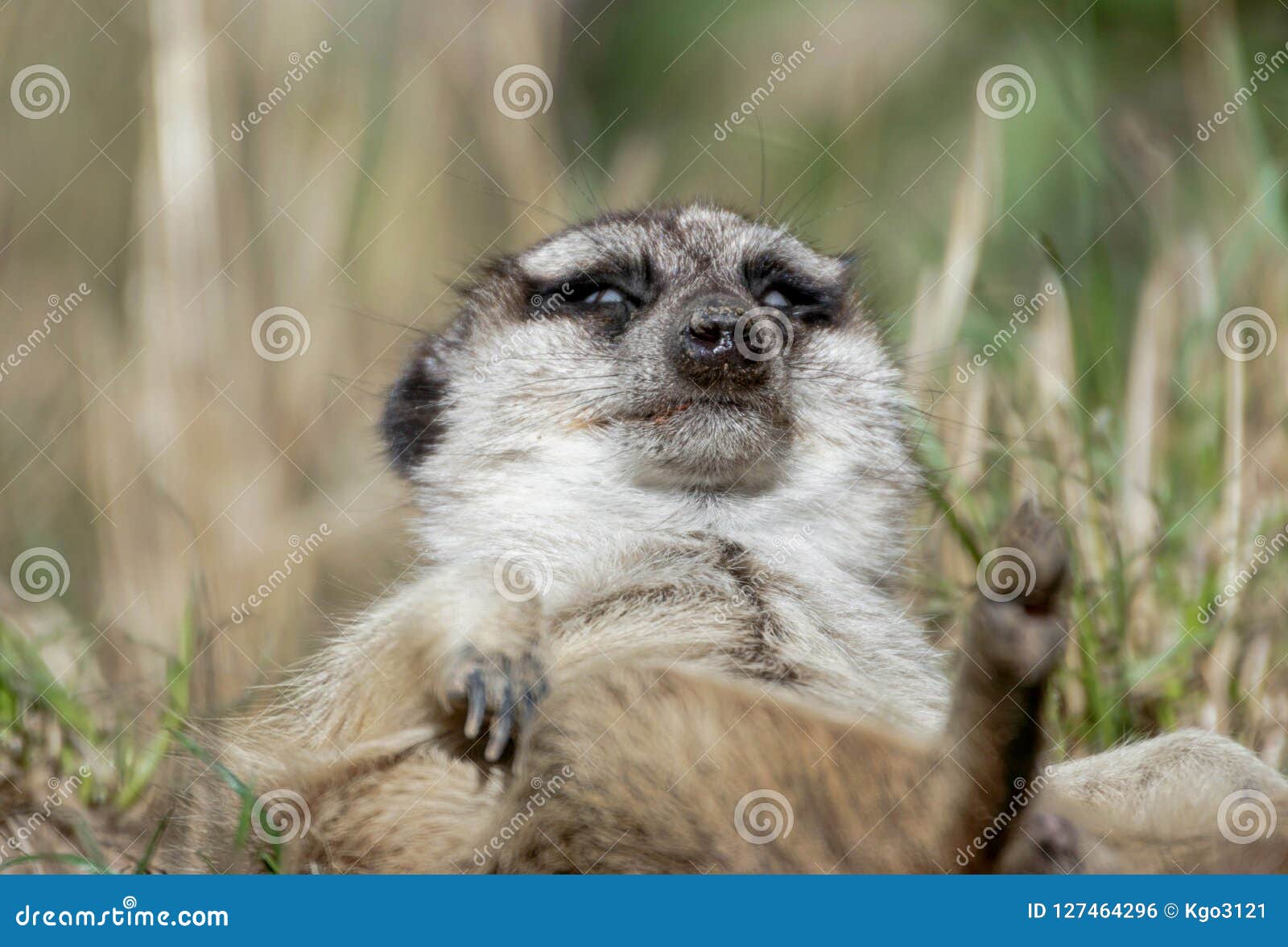 Portrait of a Sleeping Meerkat Stock Photo - Image of mongoose, curious ...