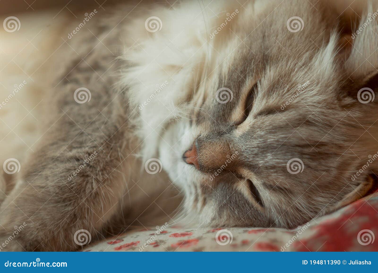 Portrait of Sleeping Neva Masquerade Silver-tabby Point Cat Stock Photo ...