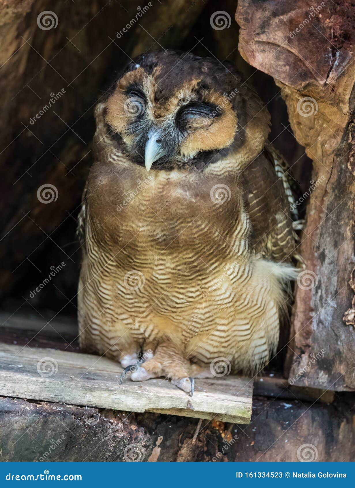 Portrait of Sleeping Screech Owl Also with Large Beautiful Brown Eyes ...