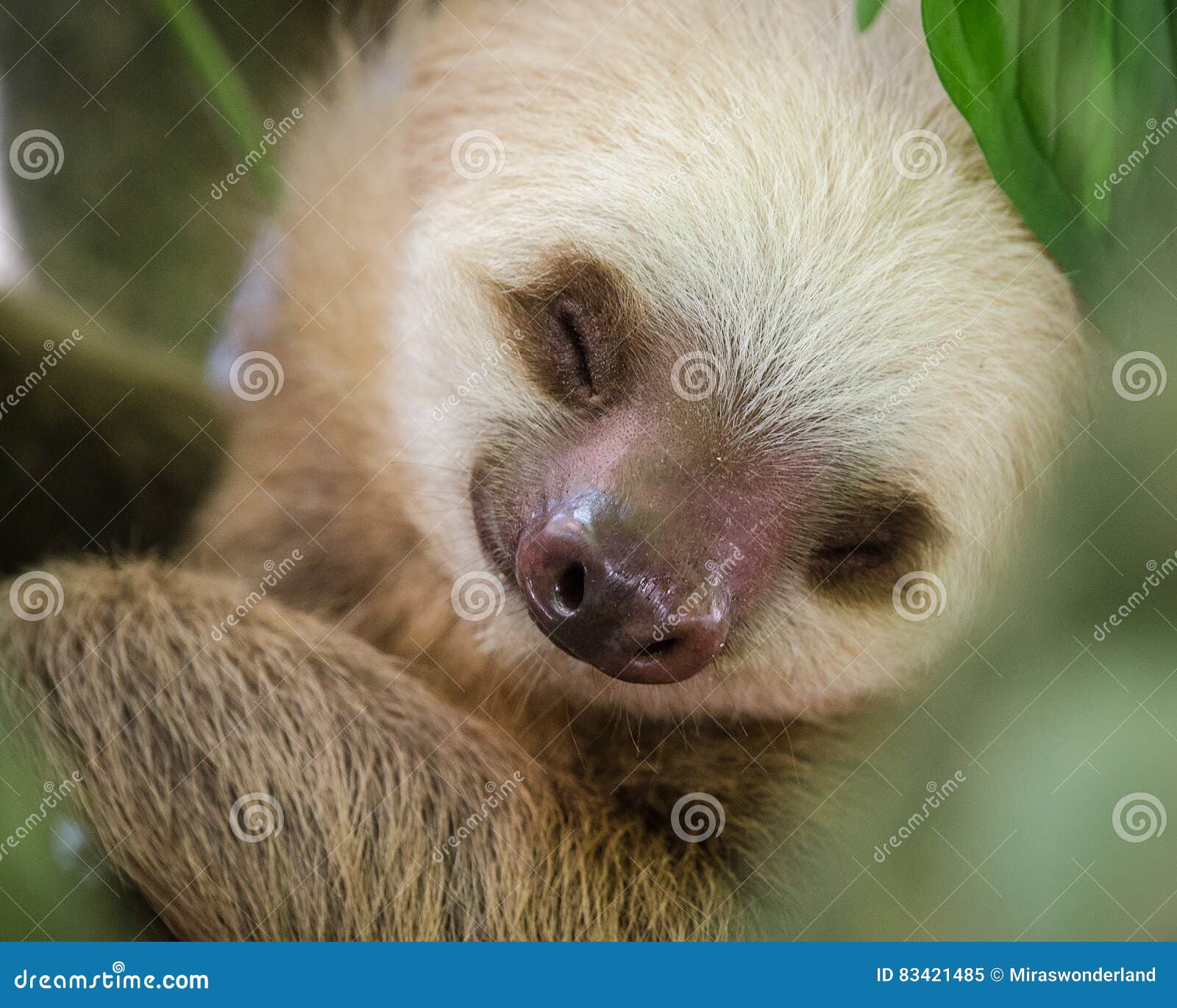 Portrait of a Sleeping Sloth in a Tree Stock Image - Image of animal ...