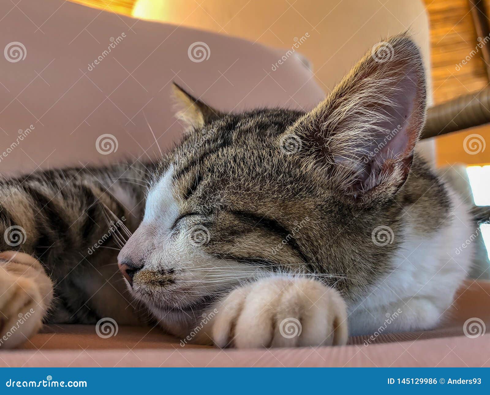 Portrait of a Sleeping Tabby Cat Stock Photo - Image of fluffy ...