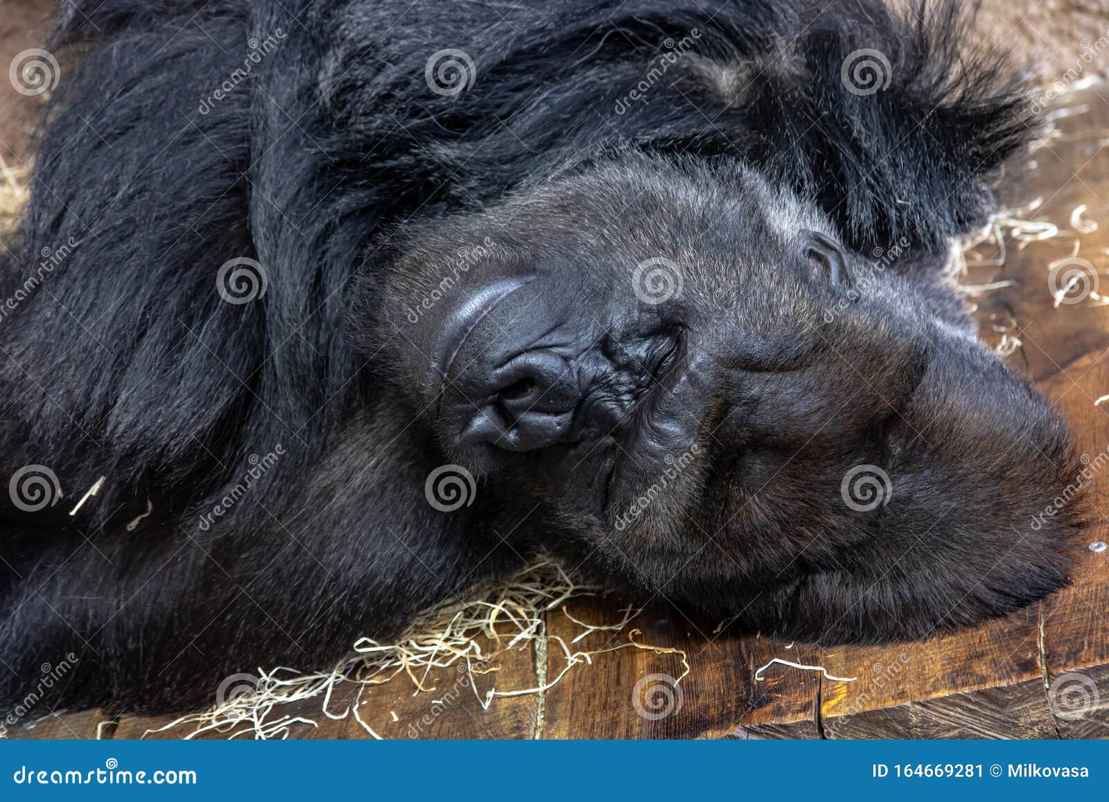 The Portrait of Sleeping Western Lowland Gorilla Stock Image - Image of ...