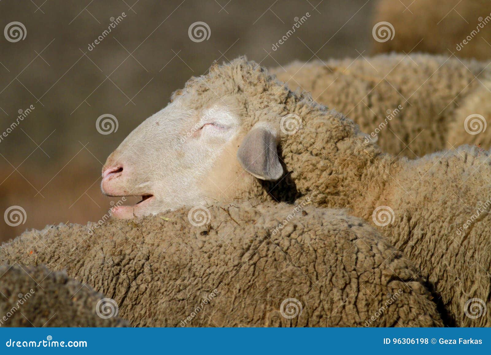 Portrait of sleepy sheep stock photo. Image of agriculture - 96306198