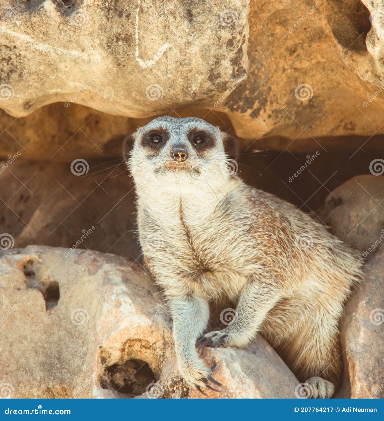 Portrait of Slender Tailed Meerkat Stock Image - Image of nature ...