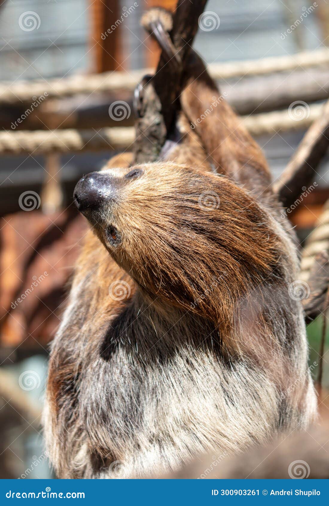 Portrait of a Sloth in the Zoo Stock Image - Image of young, natural ...