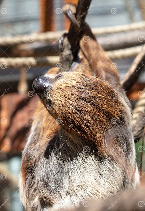Portrait of a Sloth in the Zoo Stock Image - Image of young, natural ...