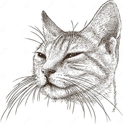 Portrait of a sly cat stock vector. Illustration of nose - 88364193