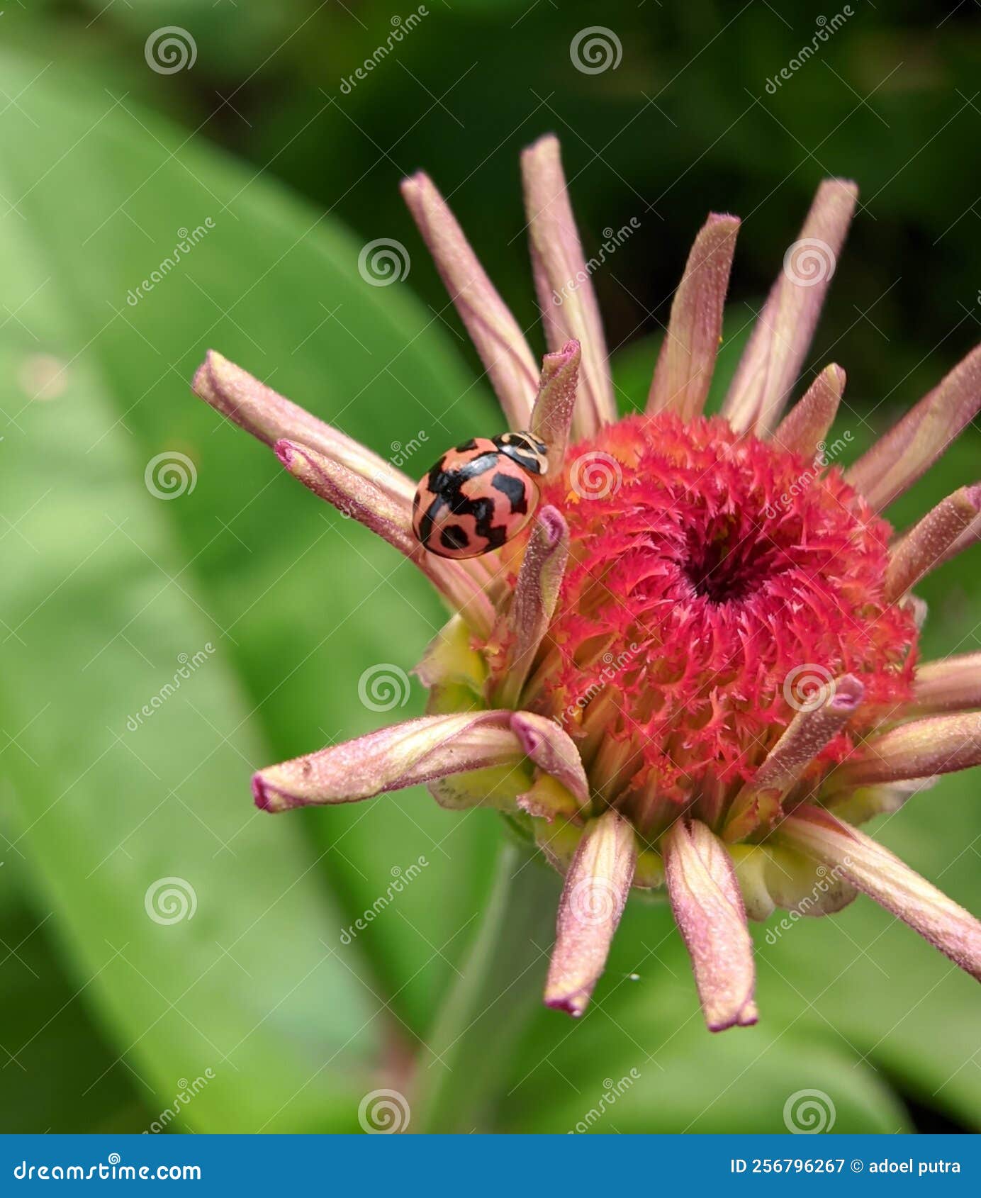 Portrait of a Ladybug on a Flower Stock Image - Image of ladybug ...