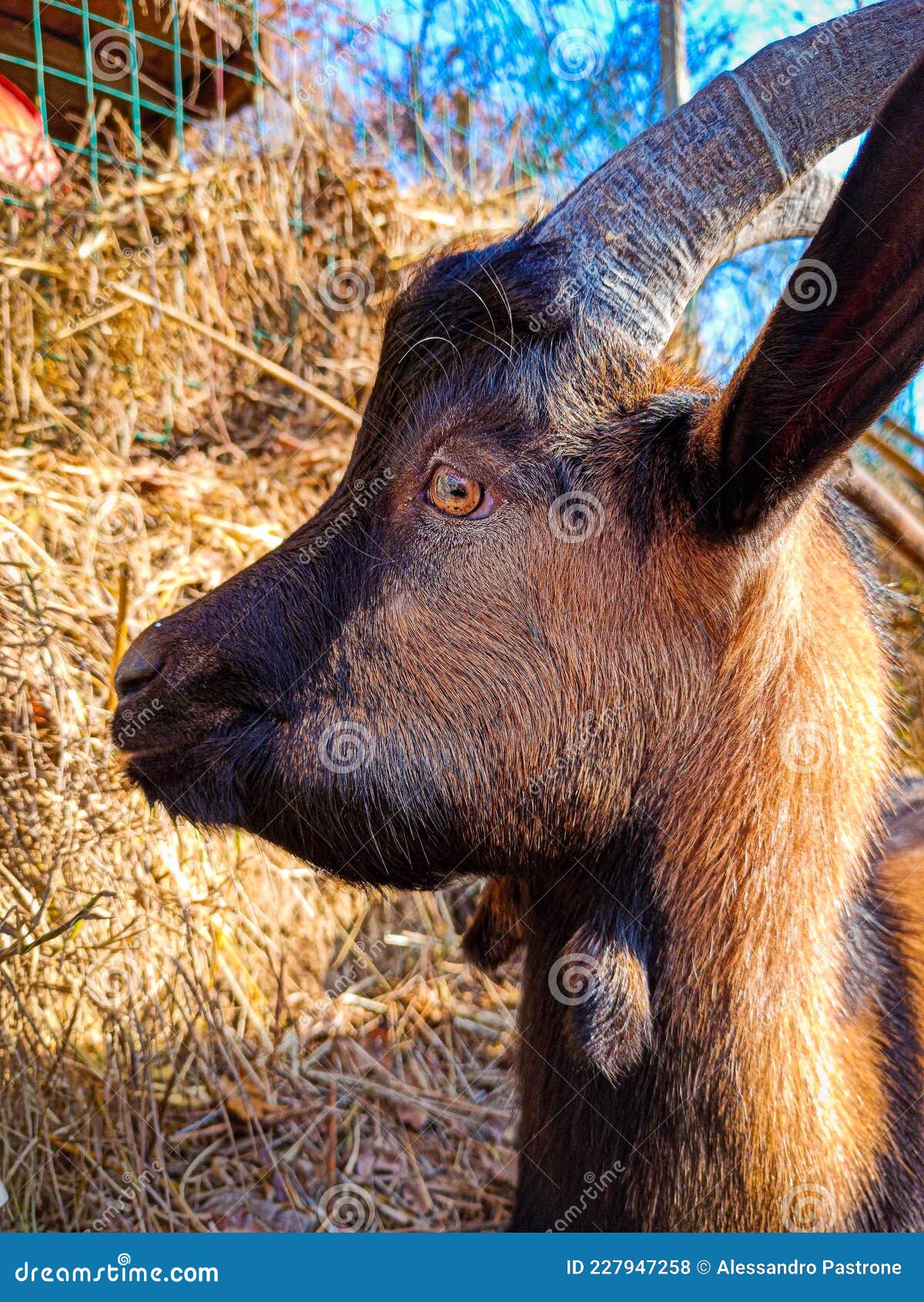 Portrait of a Small Billy Goat Stock Photo - Image of bull, herd: 227947258