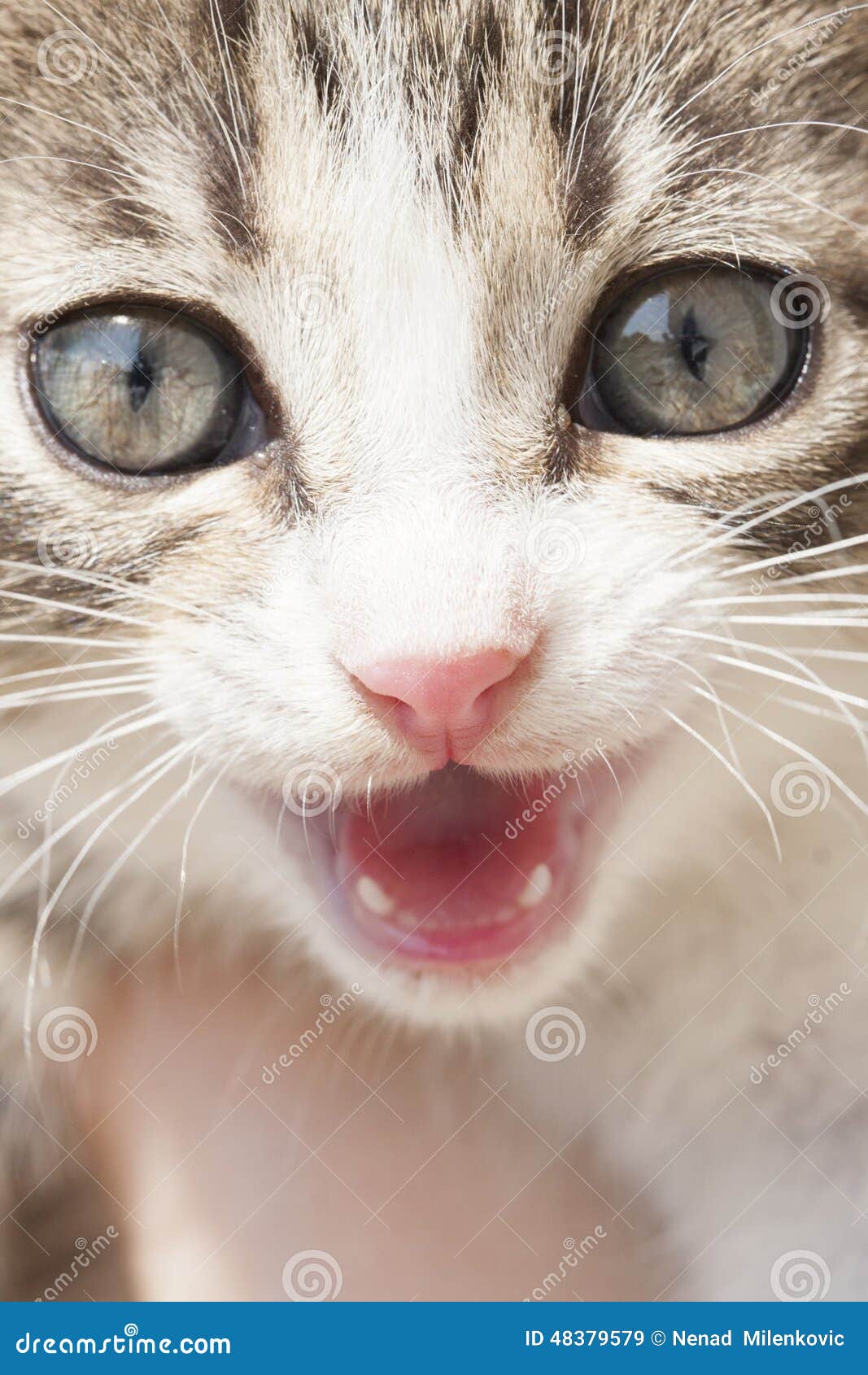 Portrait of a small cat stock image. Image of pets, whisker - 48379579