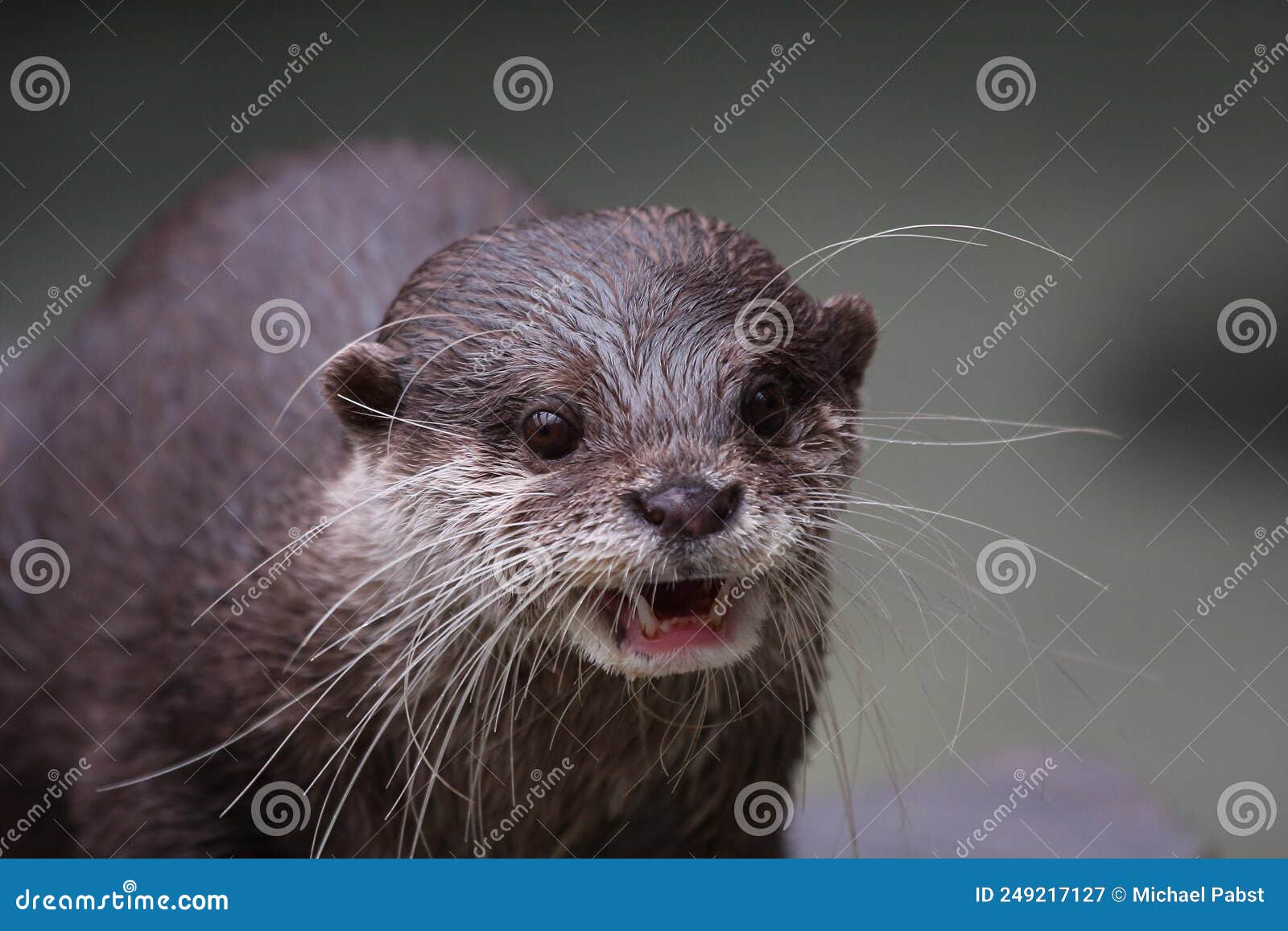 Portrait of a Small-clawed Otter Cute Looking Mammal Stock Image ...