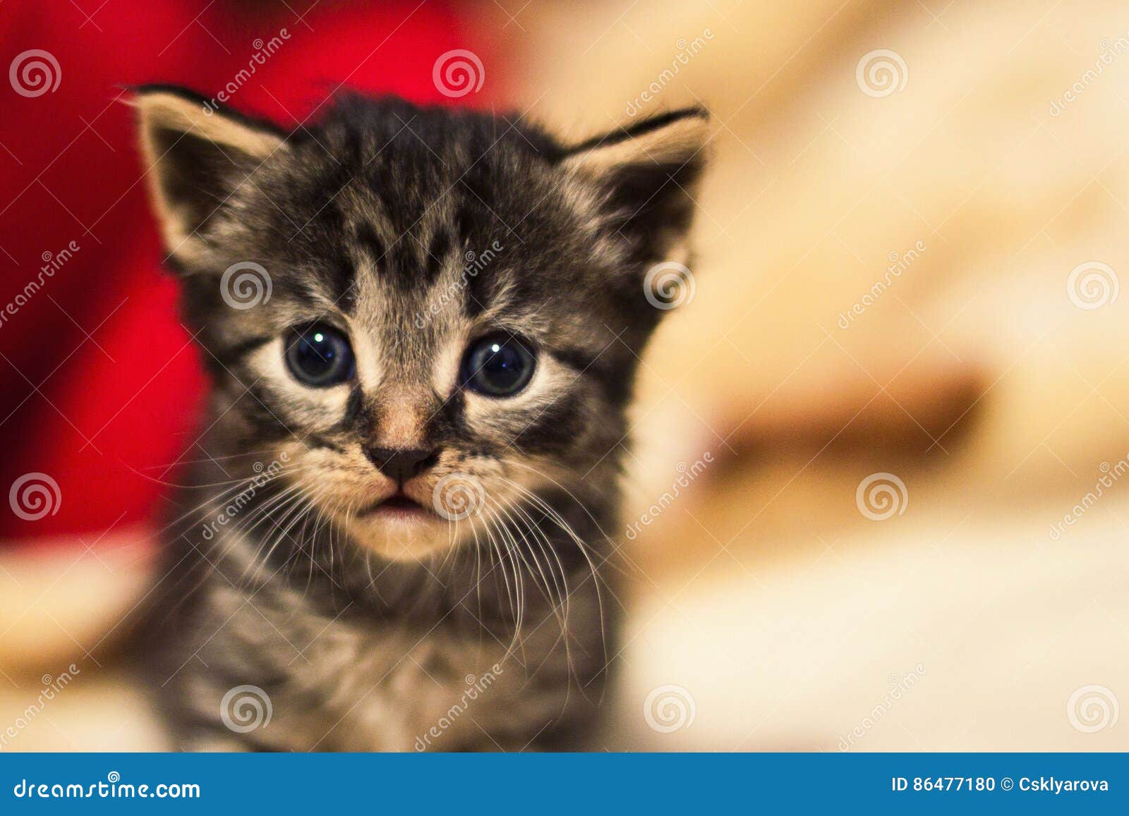 Portrait of a Small Cute Kitty Stock Photo - Image of hair, black: 86477180