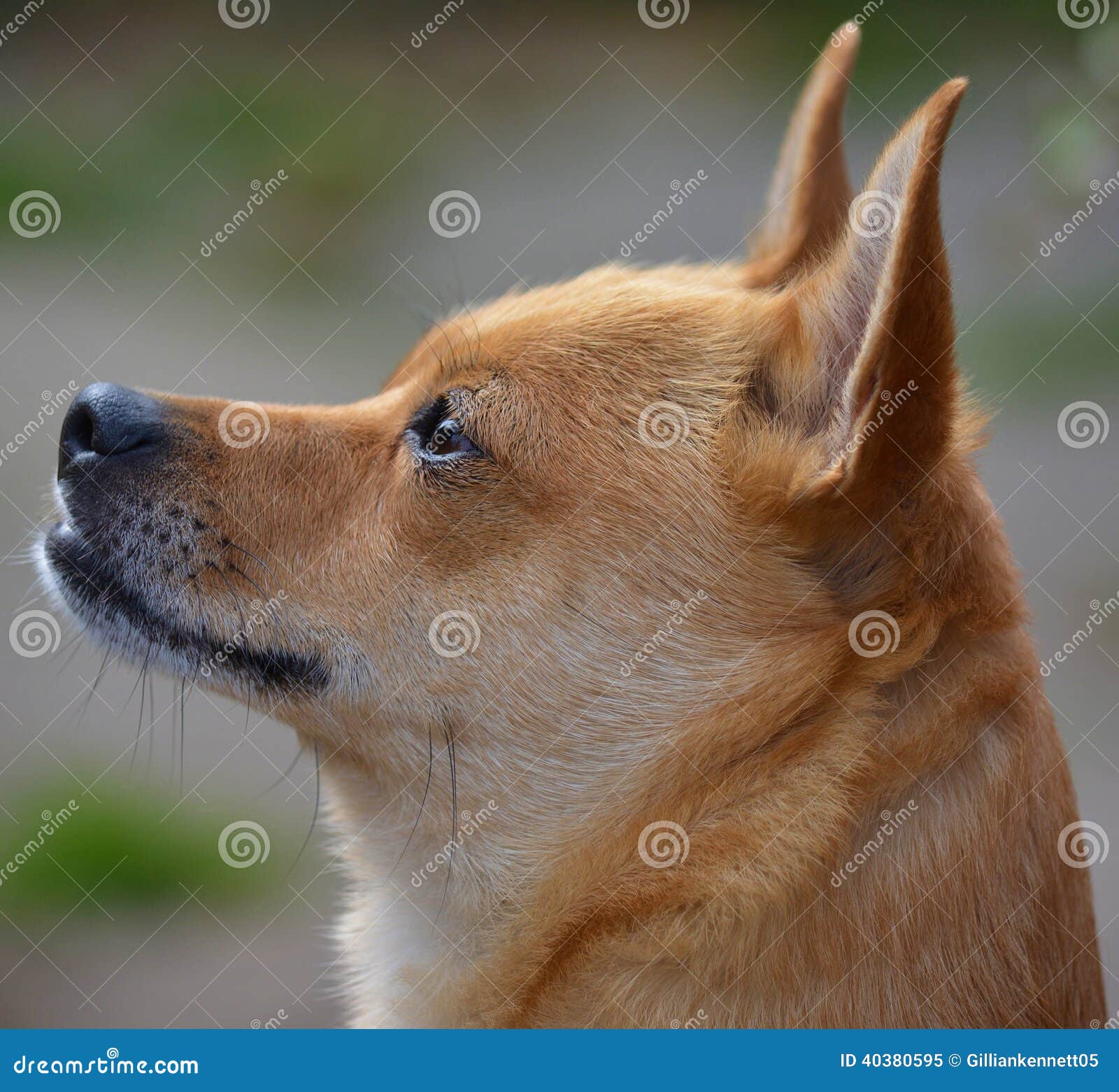Portrait of small dog stock image. Image of mongrel, crossbreed - 40380595