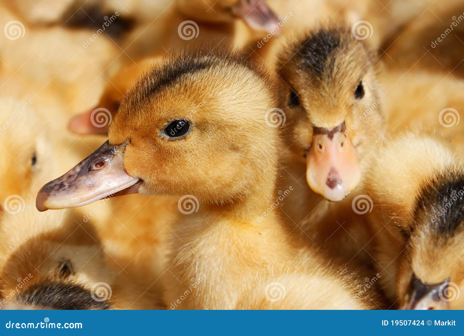 Portrait of Small Domestic Duckling Stock Photo - Image of neck ...