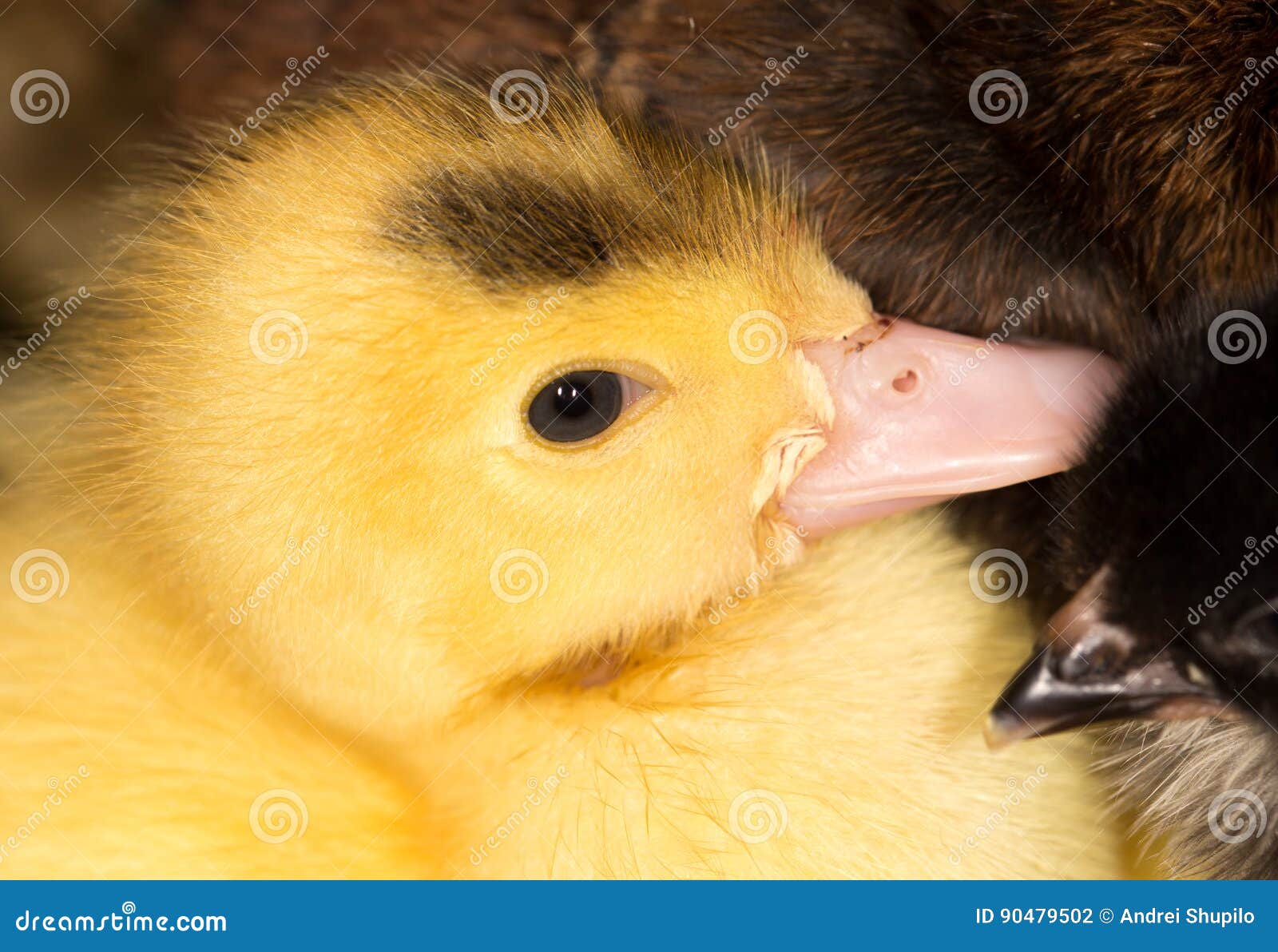Portrait of a Small Duckling Stock Photo - Image of bright ...