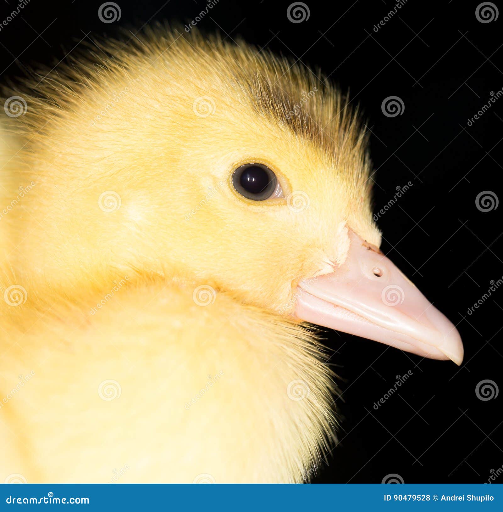Portrait of a Small Duckling Stock Photo - Image of flaccid, breeding ...