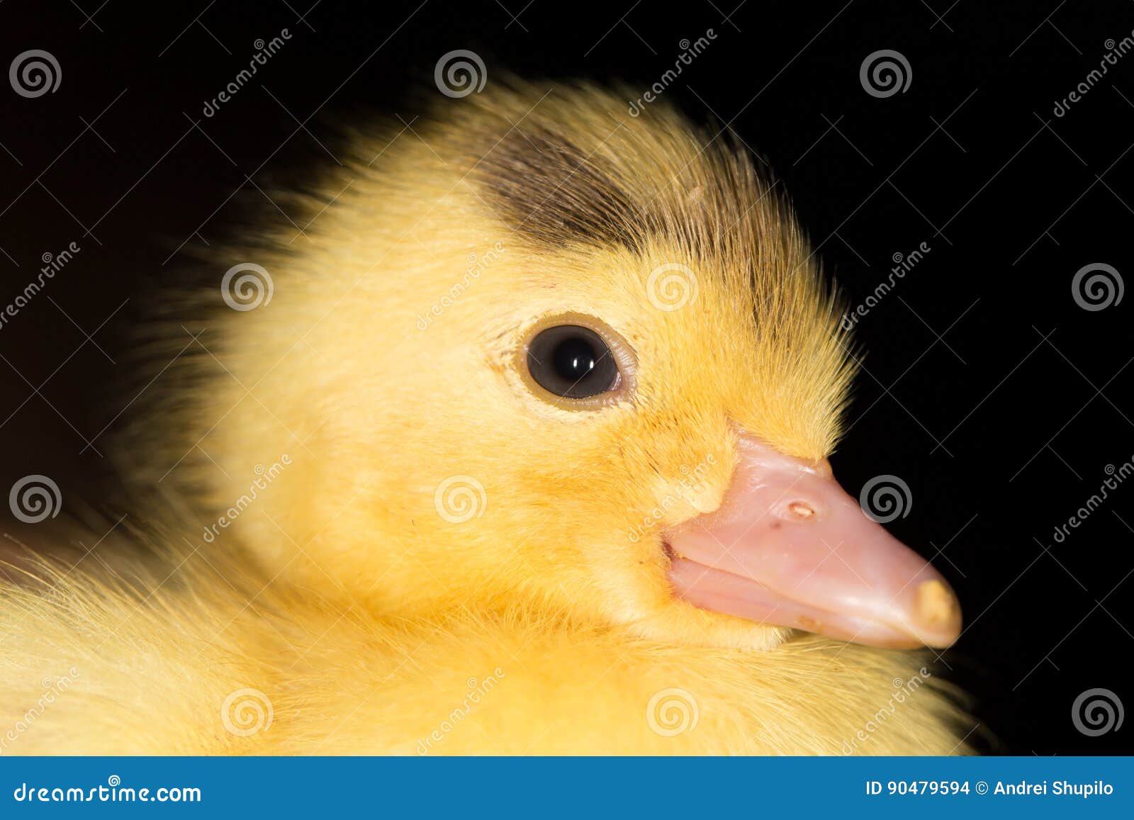Portrait of a Small Duckling Stock Photo - Image of country, farming ...