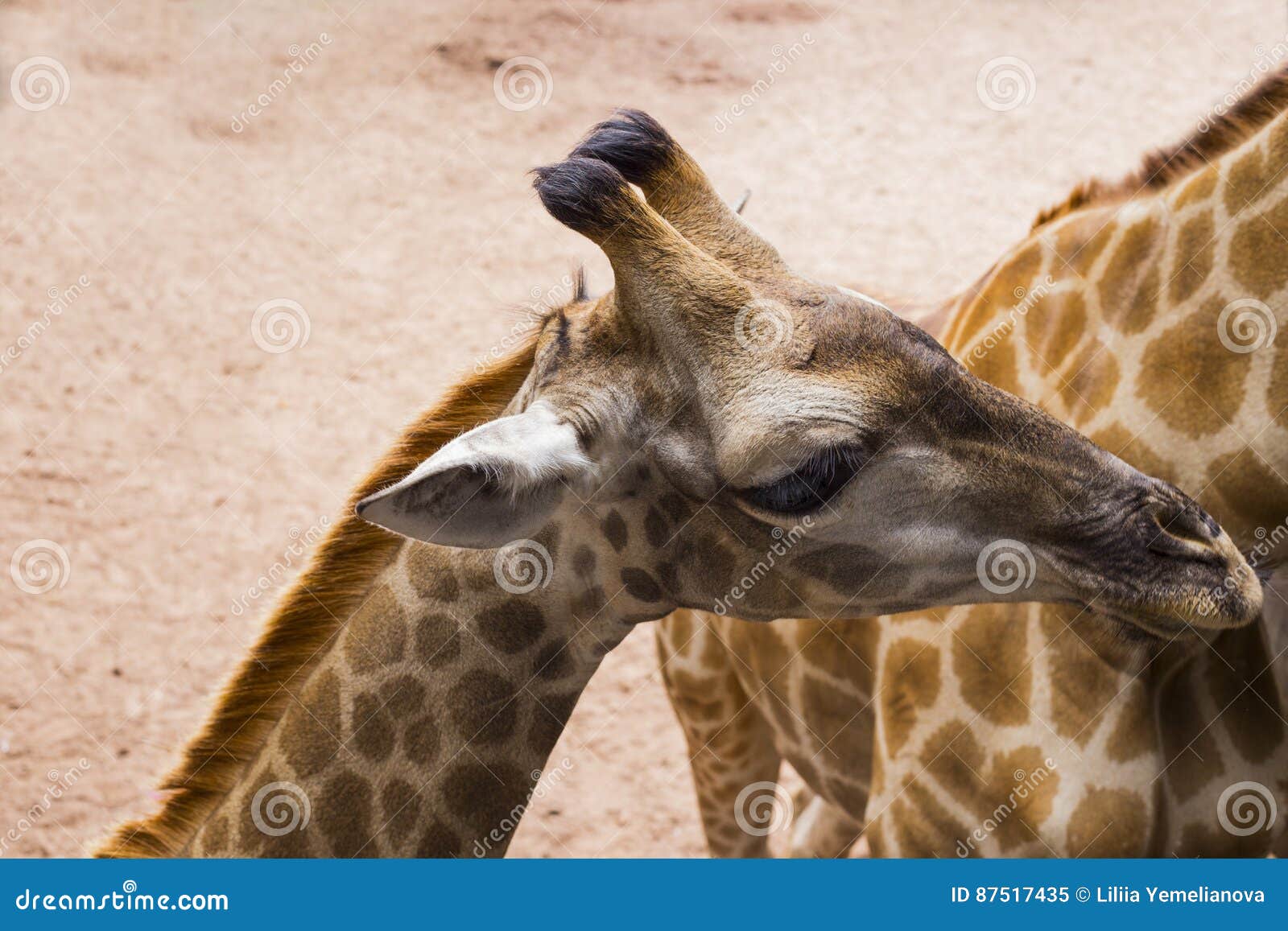 Portrait of Small Giraffe Child, Following it`s Mom Stock Image - Image ...