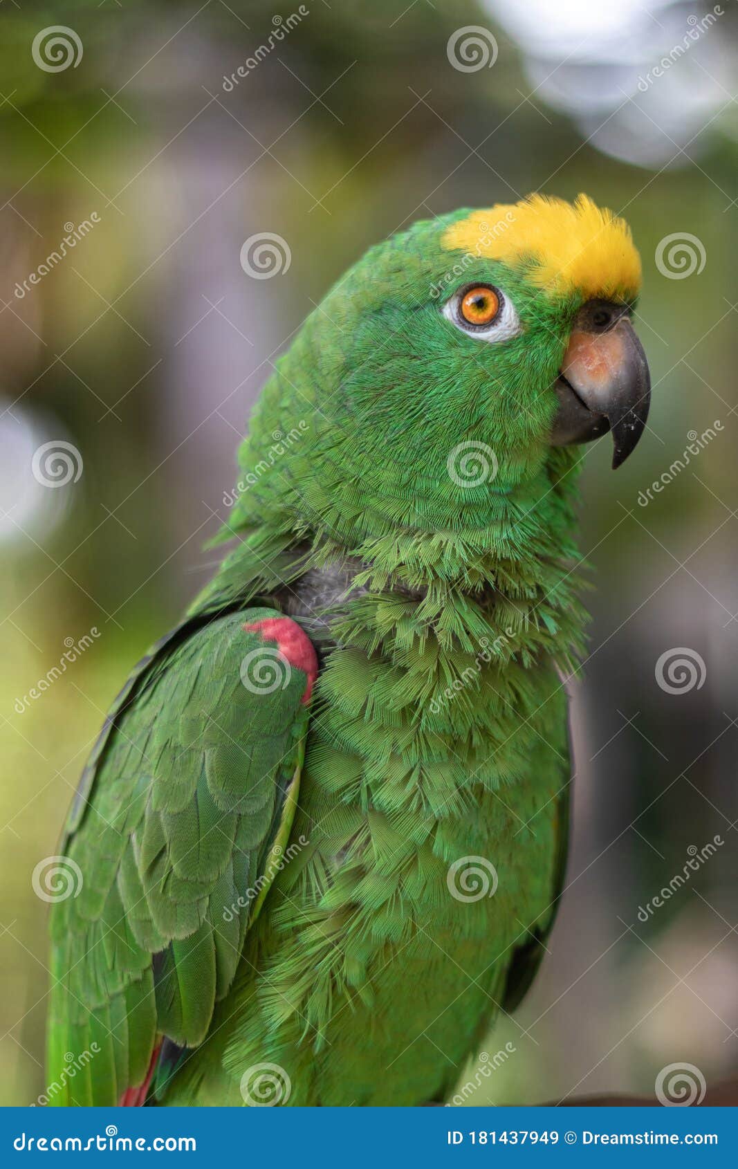 Portrait of a Small Green Parrot Stock Image - Image of macaw, forest ...