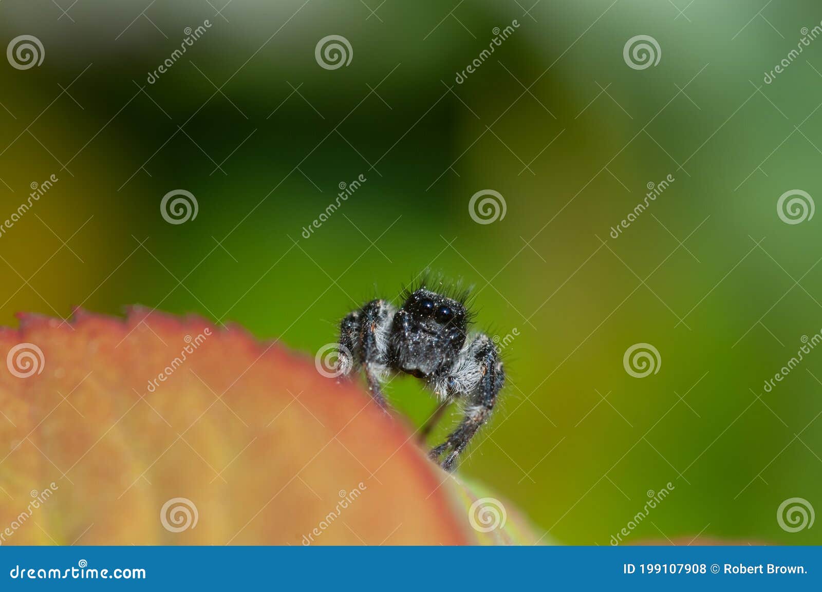 Portrait of a Small Jumping Spider Staring at Camera Standing on Rose ...