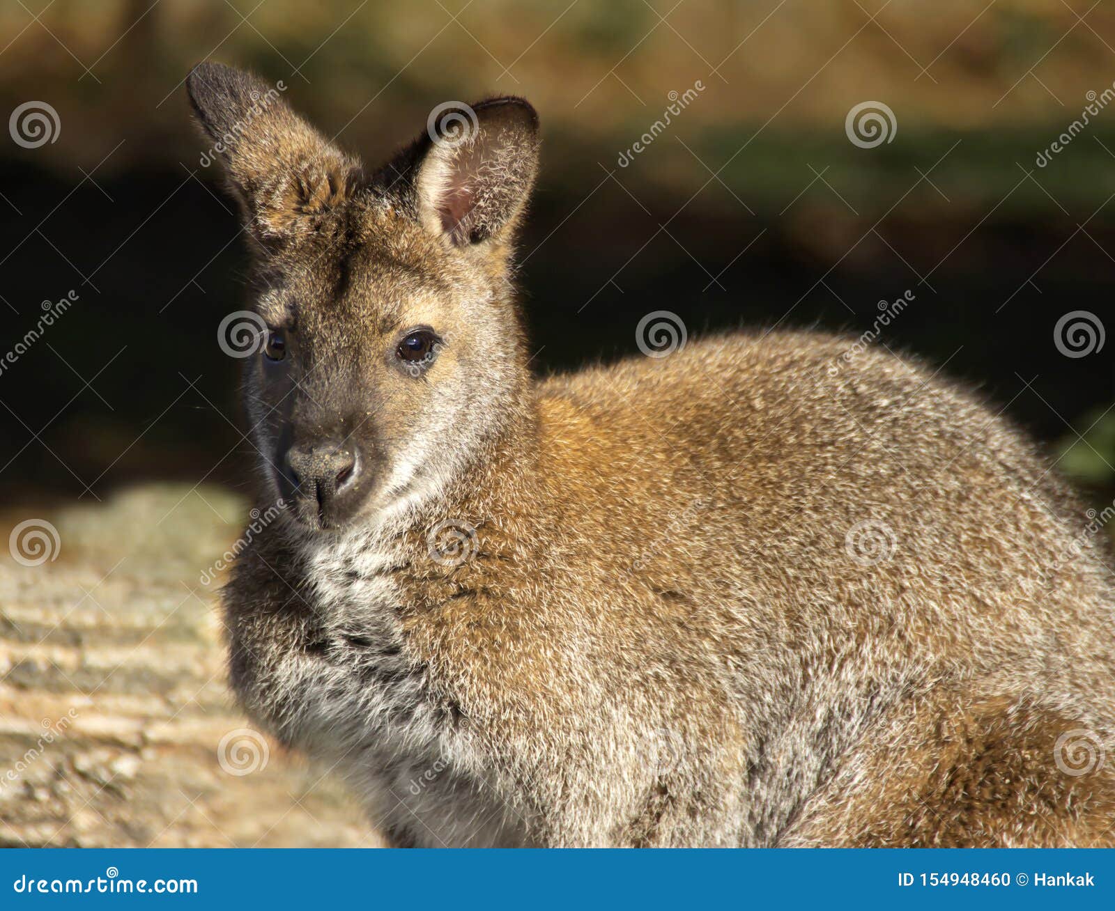 Portrait of small kangaroo stock photo. Image of grass - 154948460