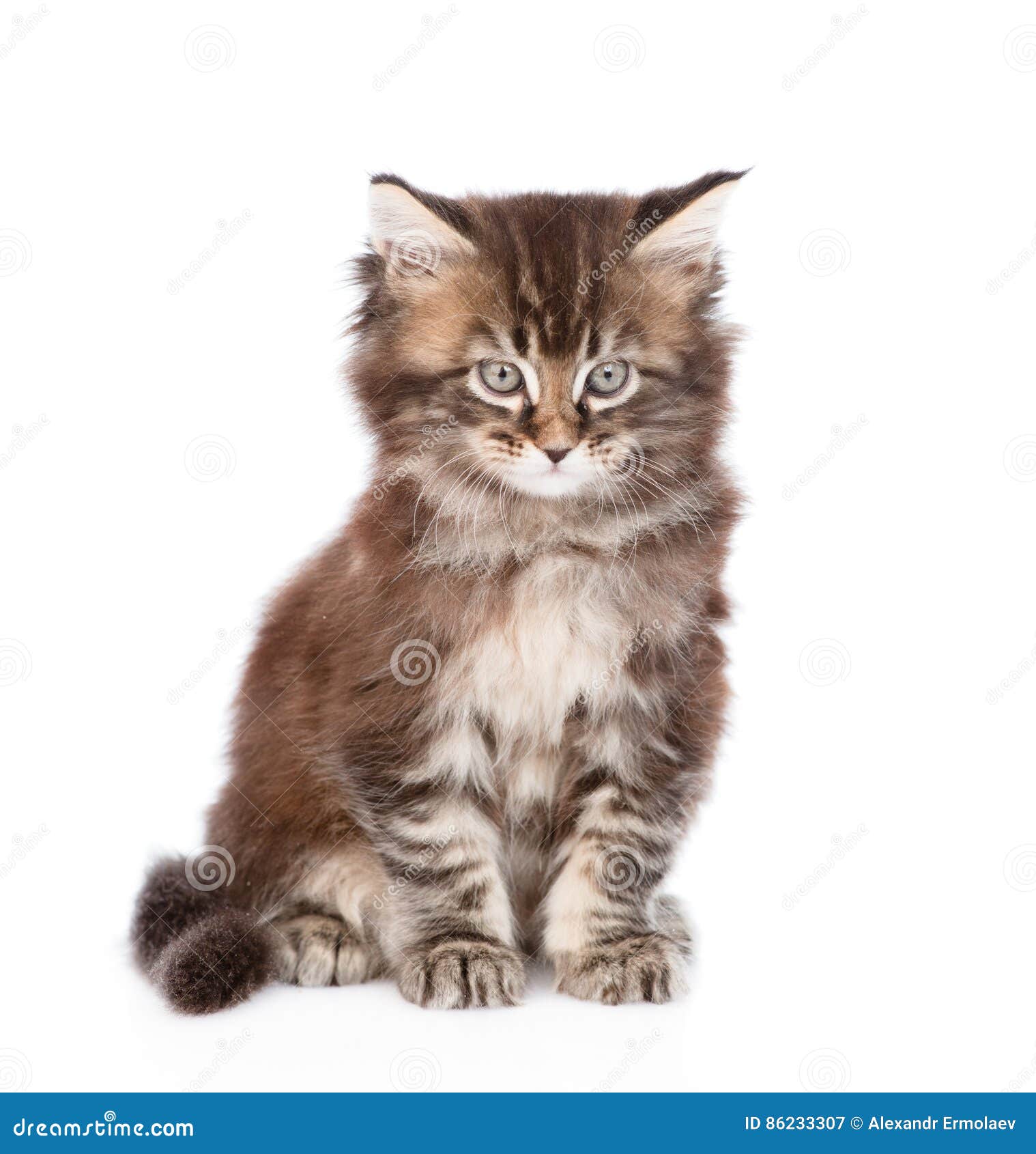 Portrait Small Maine Coon Cat. Isolated on White Background Stock Image ...